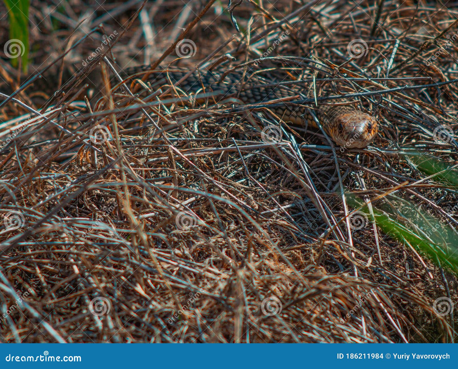 Snake in the Thick Dry Grass. Viper in the Forest. Natrix Natrix ...