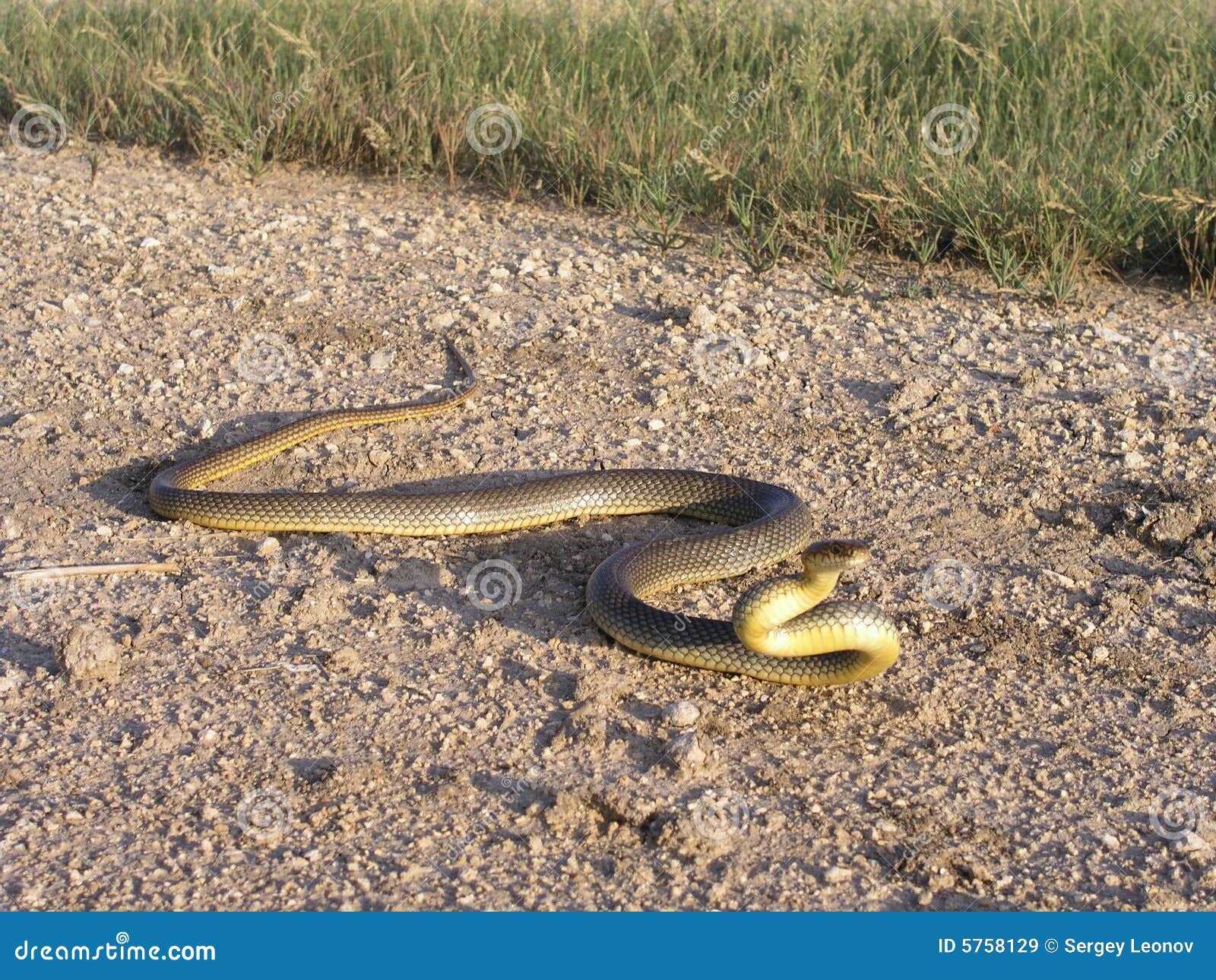 Snake in the Threat Posture Stock Image - Image of soil, menacing: 5758129
