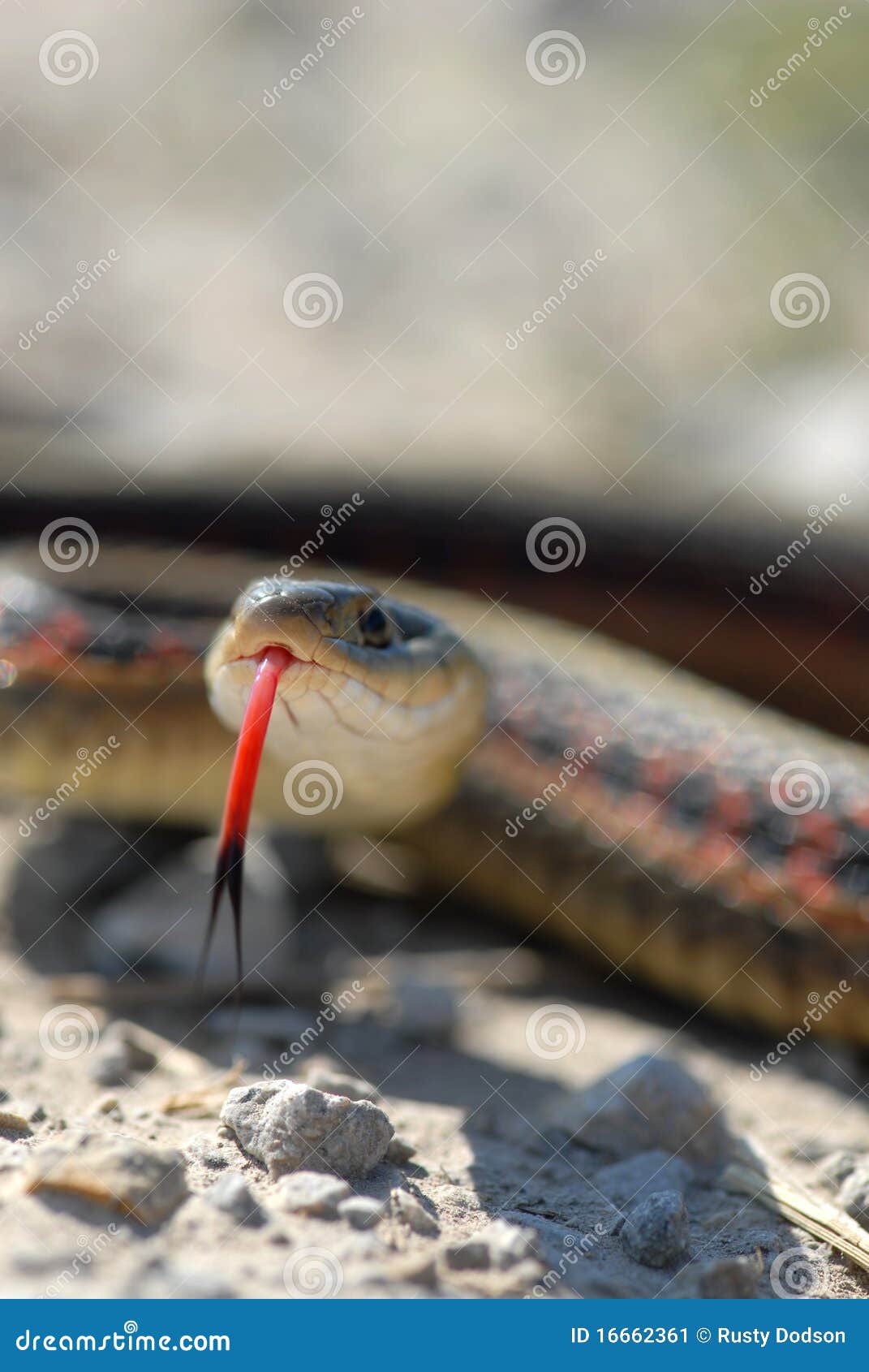 Snake Tongue Royalty-Free Stock Photography | CartoonDealer.com #109474607