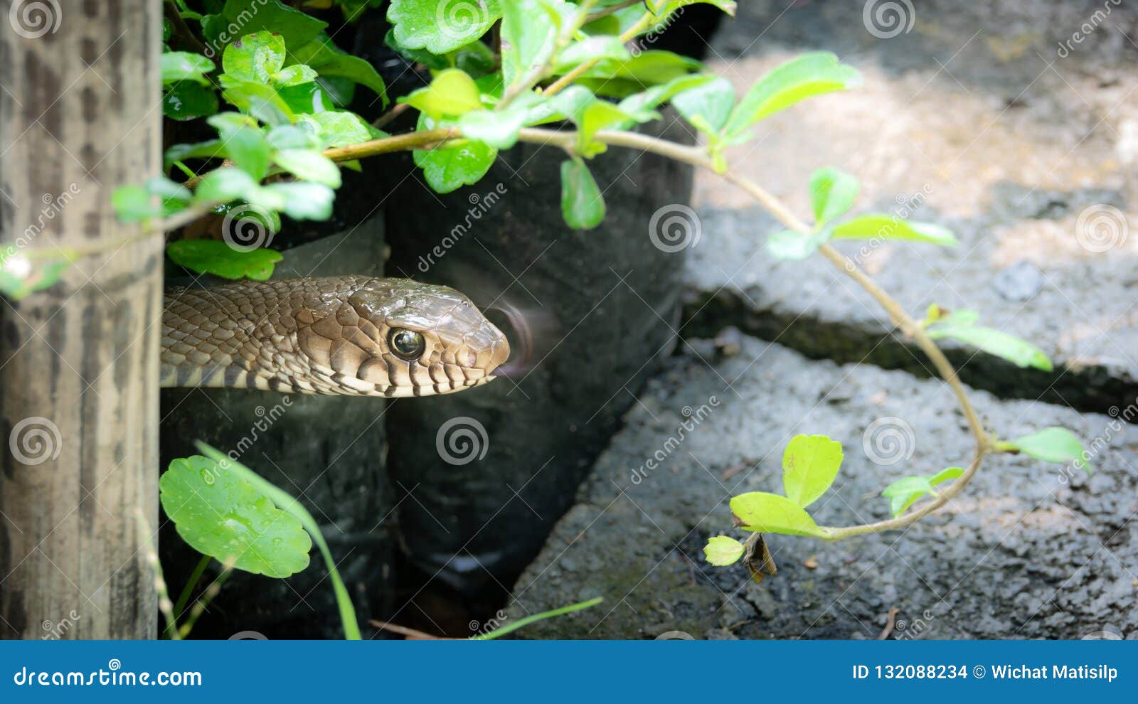 Snake Tongue out stock photo. Image of hole, brown, beauty - 132088234