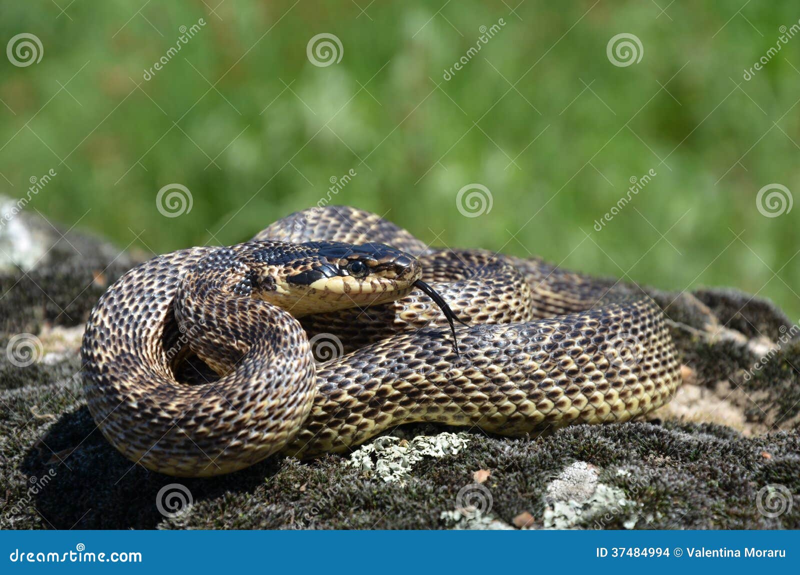 Snake with tongue out stock photo. Image of environment - 37484994