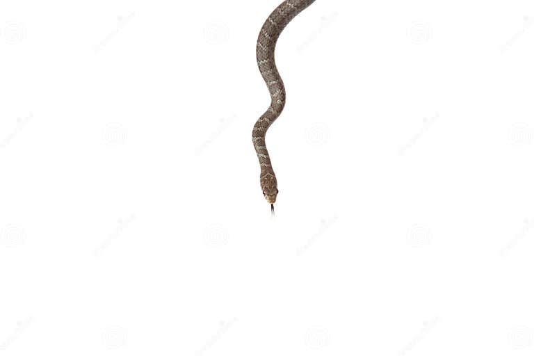 Snake stock image. Image of isolated, white, reptile - 44230209