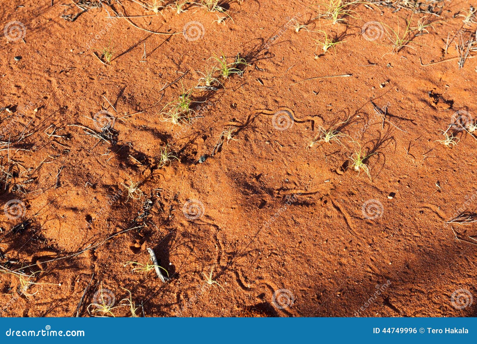 Snake Trails in Dry Orange Ground in Australian Outback Stock Photo ...
