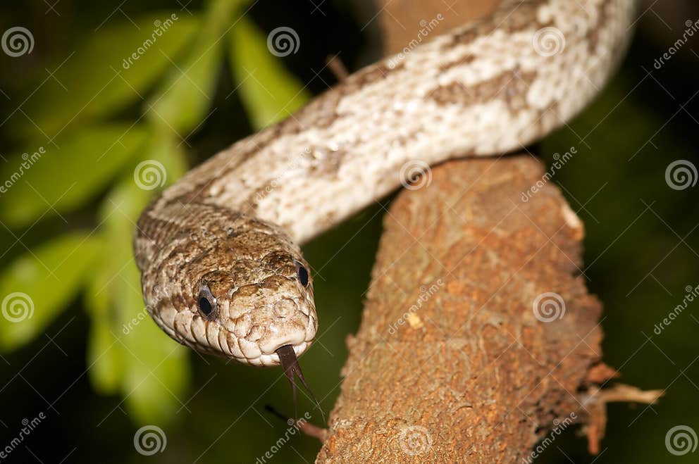 Snake in a tree. stock photo. Image of python, dangerous - 17183478