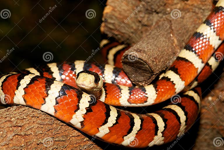 Snake in a Tree stock photo. Image of tail, constrictor - 17183516