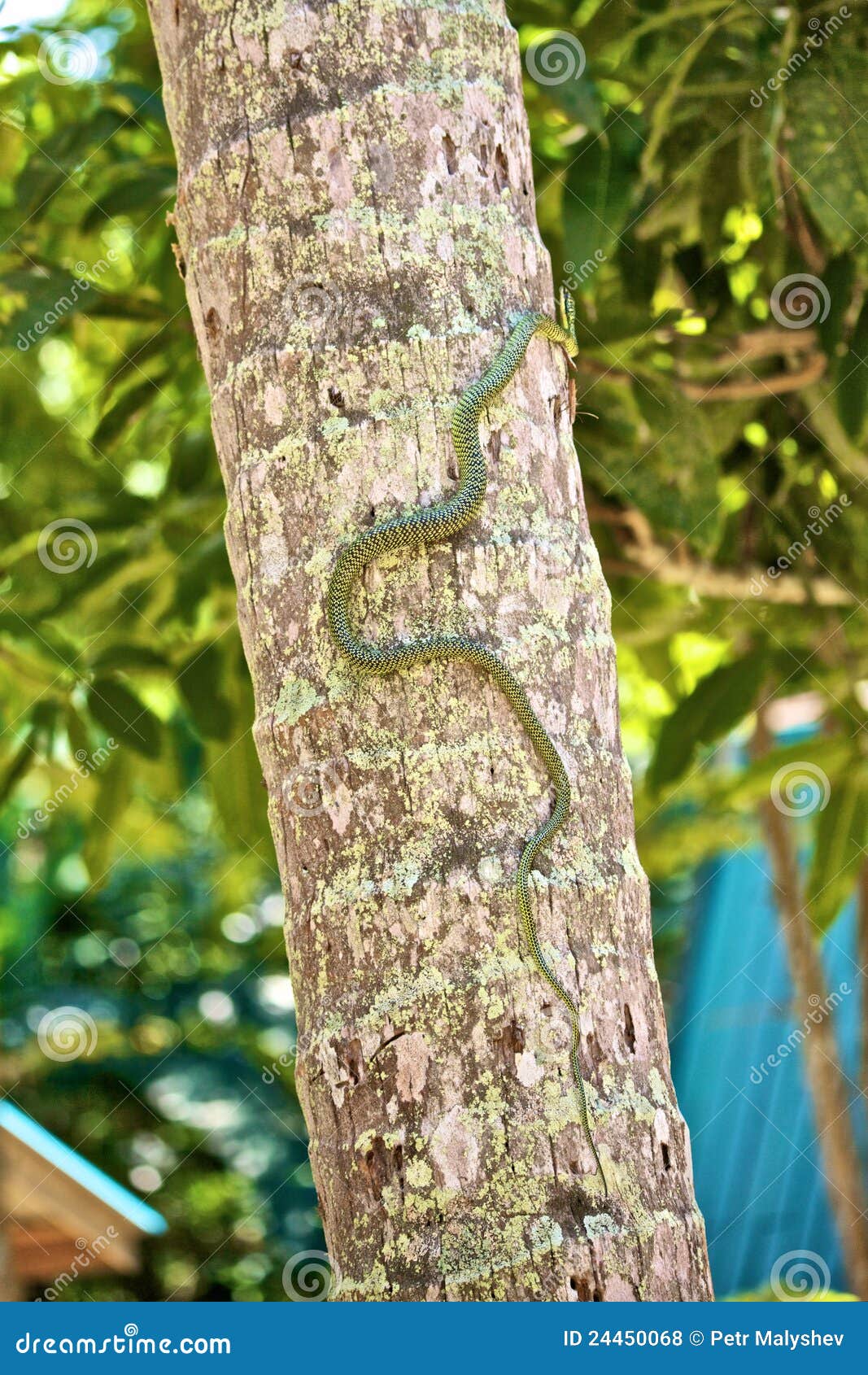 Snake on the Tree stock photo. Image of fauna, poison - 24450068