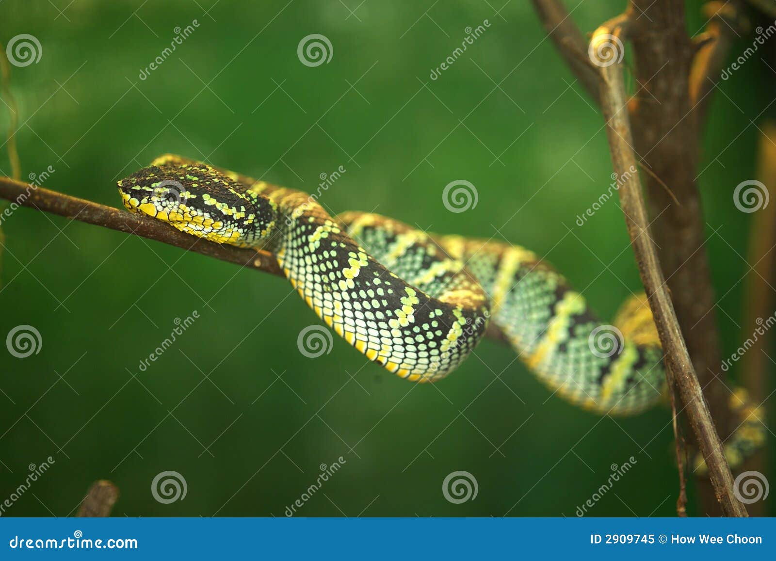 Snake on a tree stock image. Image of yellow, colourful - 2909745