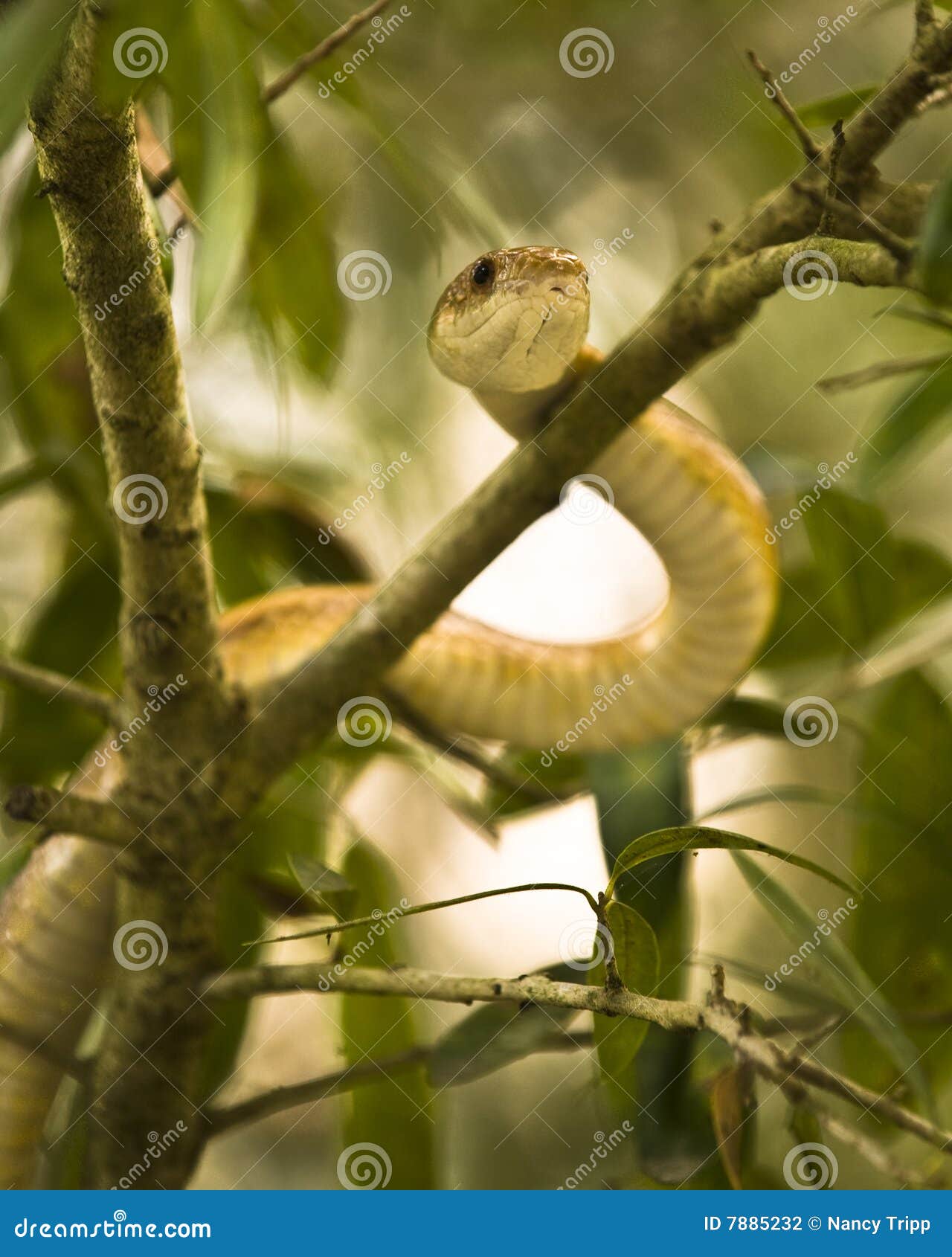 Snake in a Tree stock photo. Image of crawling, nature - 7885232