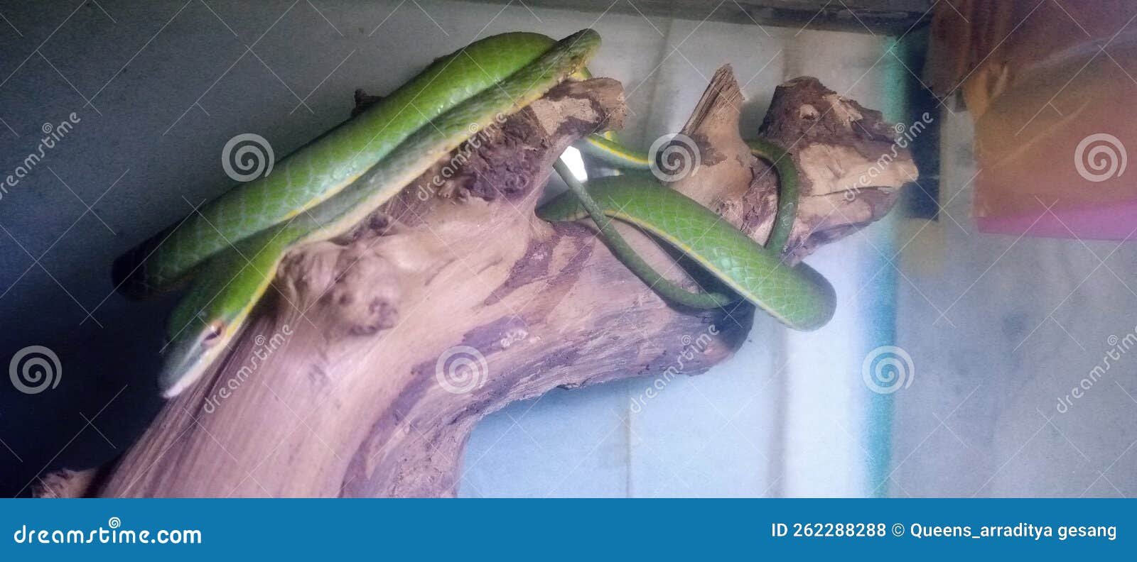 Snake tree ahateula stock photo. Image of animal, vegetable - 262288288