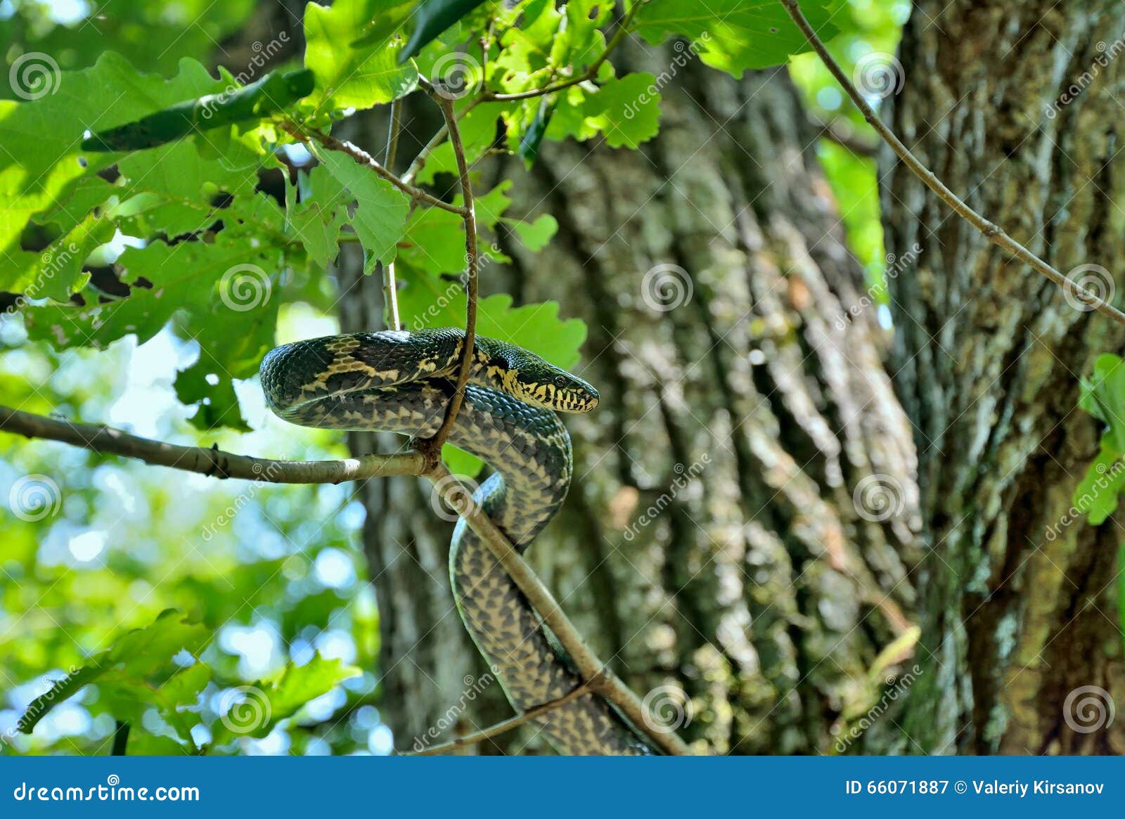 Snake on tree 1 stock image. Image of scale, outdoor - 66071887