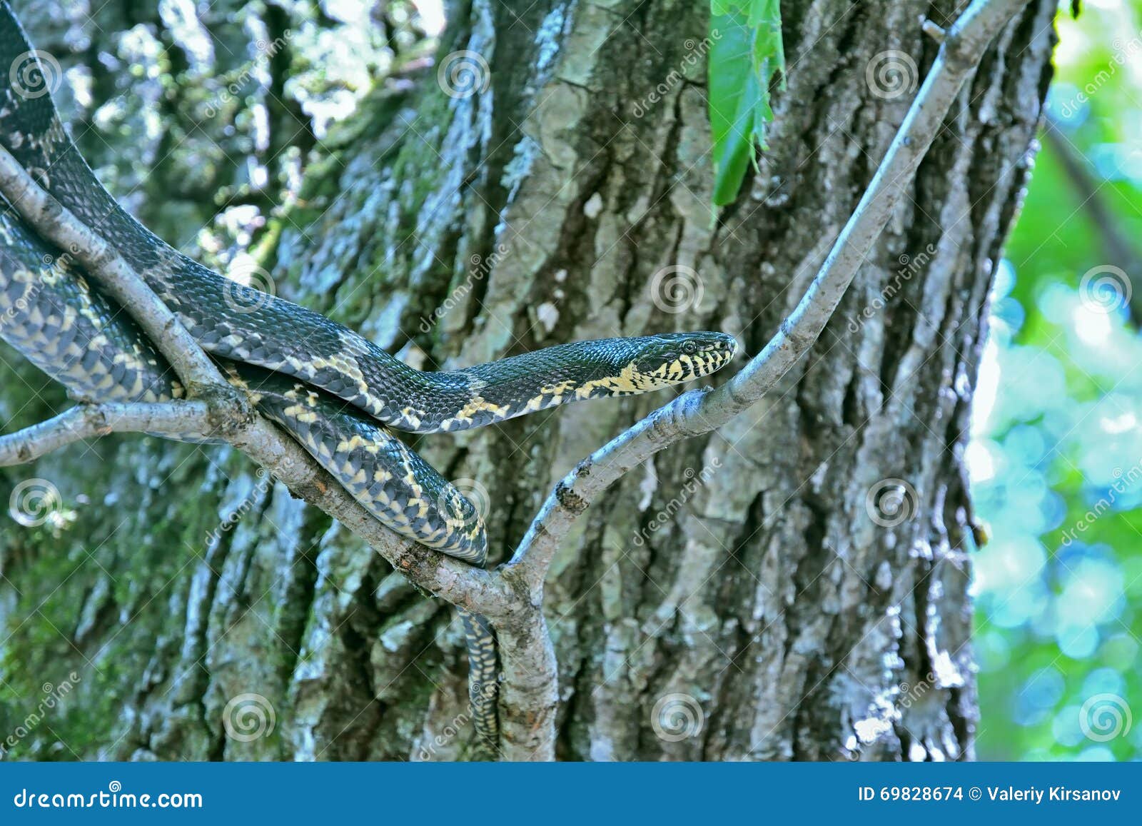 Snake on tree 2 stock photo. Image of innocuous, macro - 69828674