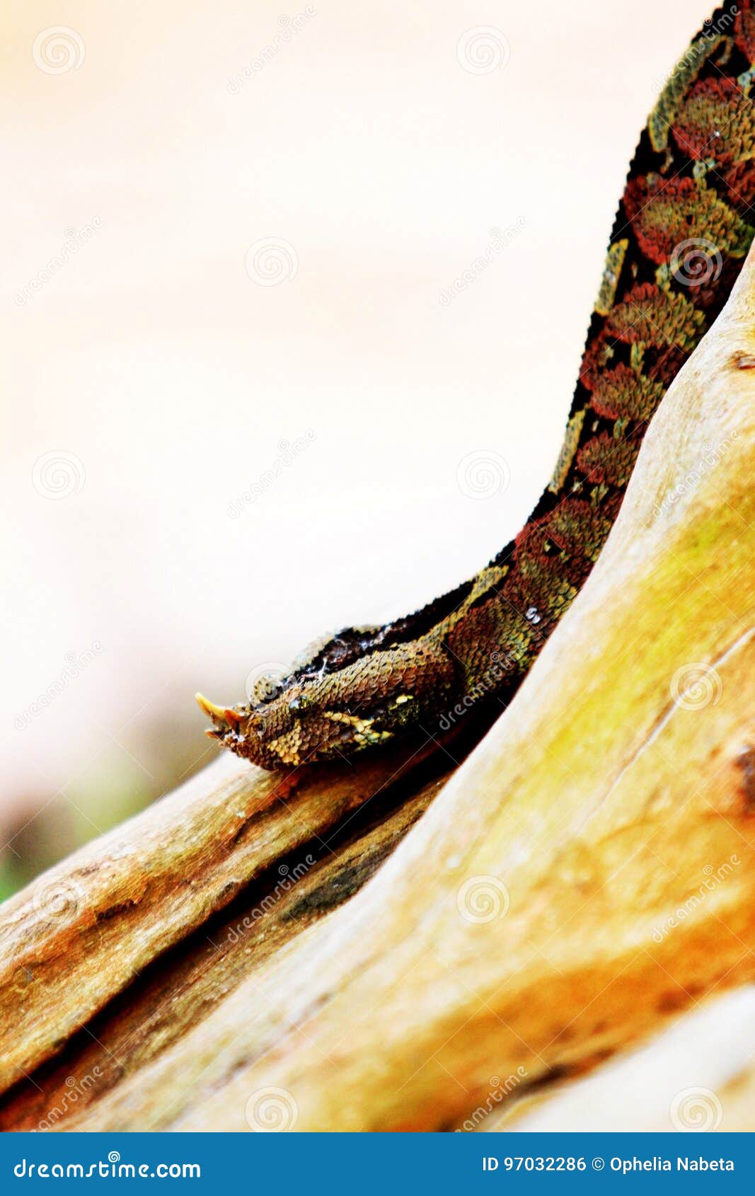Snake on a tree stock photo. Image of snake, exotic, uganda - 97032286
