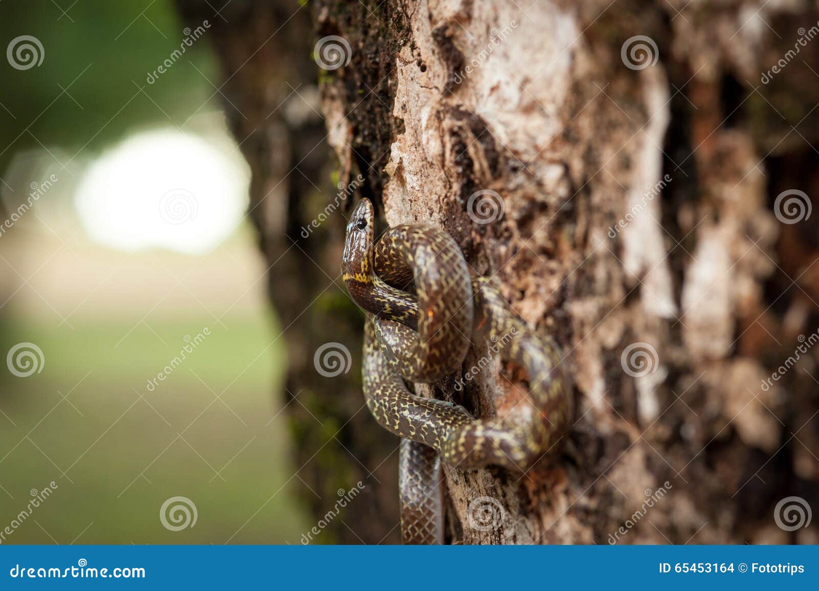 Snake on the tree stock photo. Image of asian, bite, dangerous - 65453164