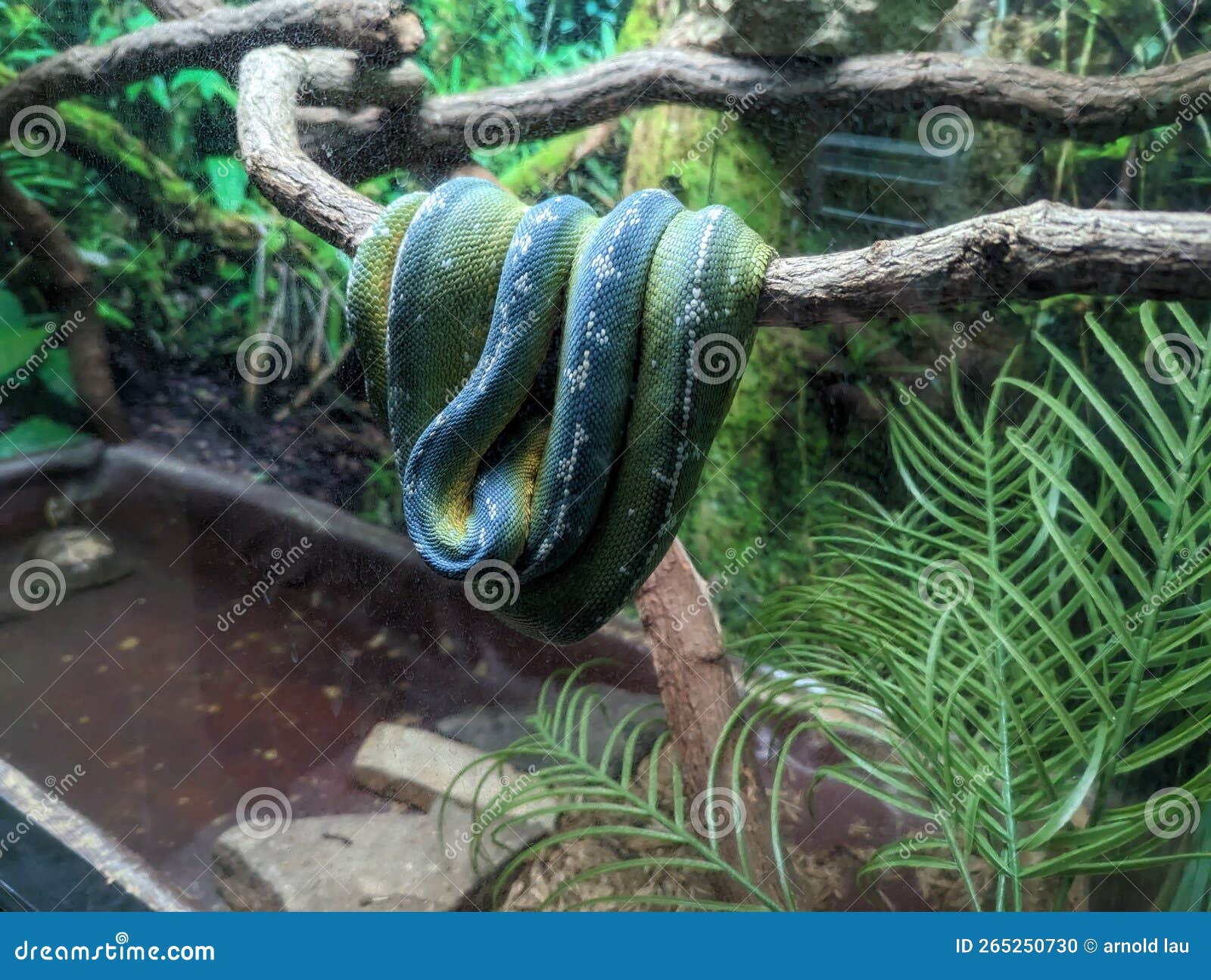 Rat Snake On A Tree Royalty-Free Stock Image | CartoonDealer.com #14884678