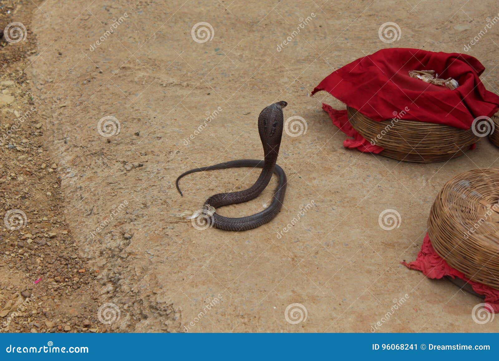 Snake trick stock image. Image of indias, snake, india - 96068241
