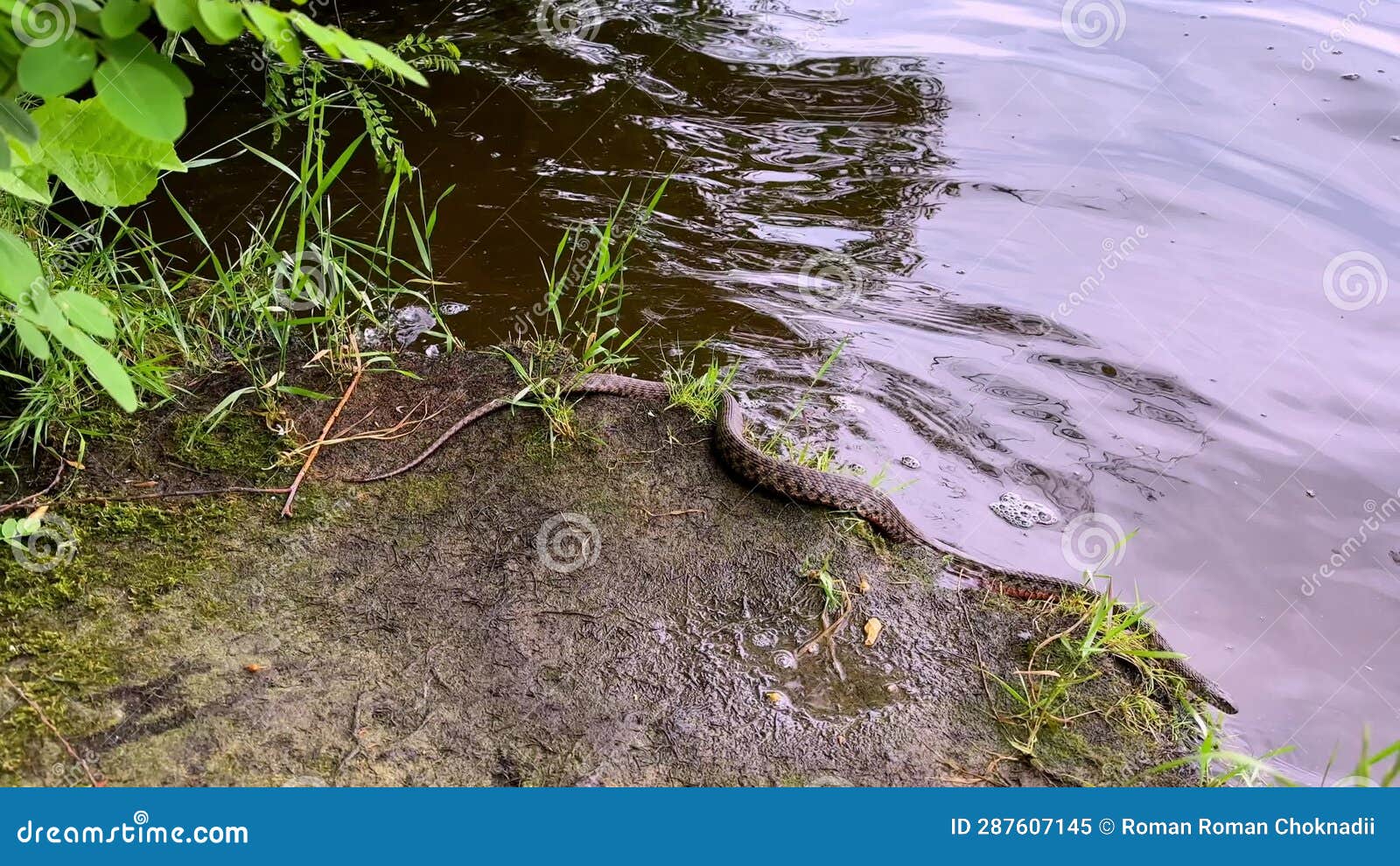 The Snake is Trying To Crawl into the River Stock Video - Video of ...