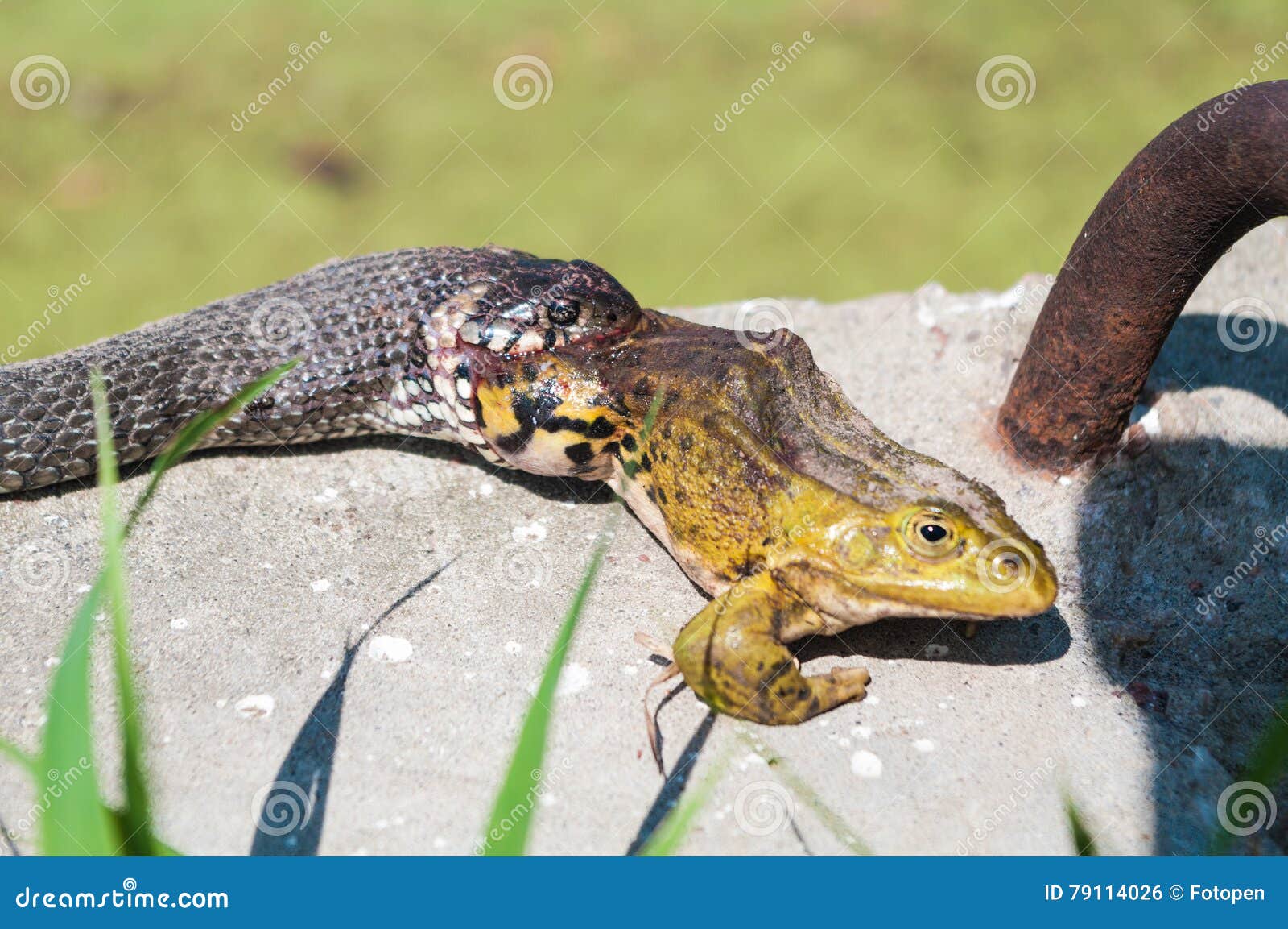 Snake Trying To Swallow a Big Green Frog Stock Photo - Image of ...