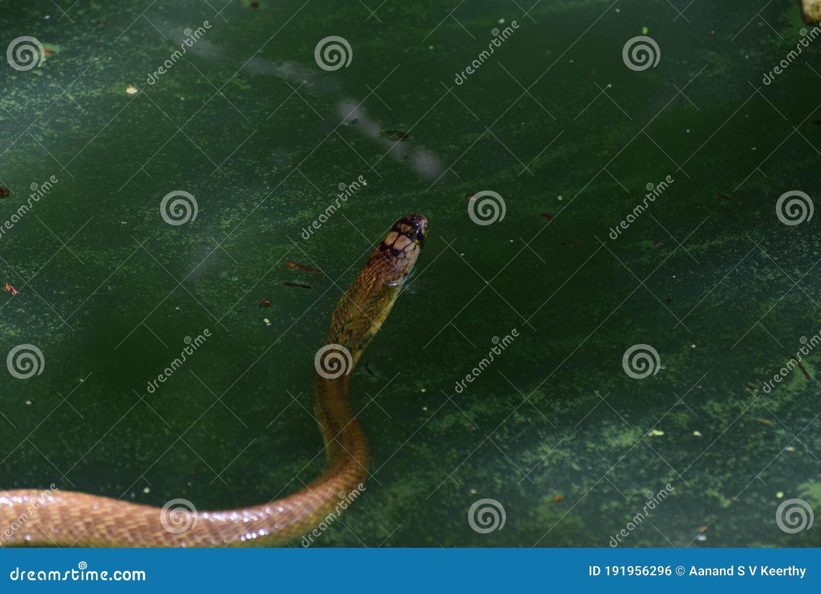 Snake on Underwater Surface Closeup Stock Photo - Image of water ...