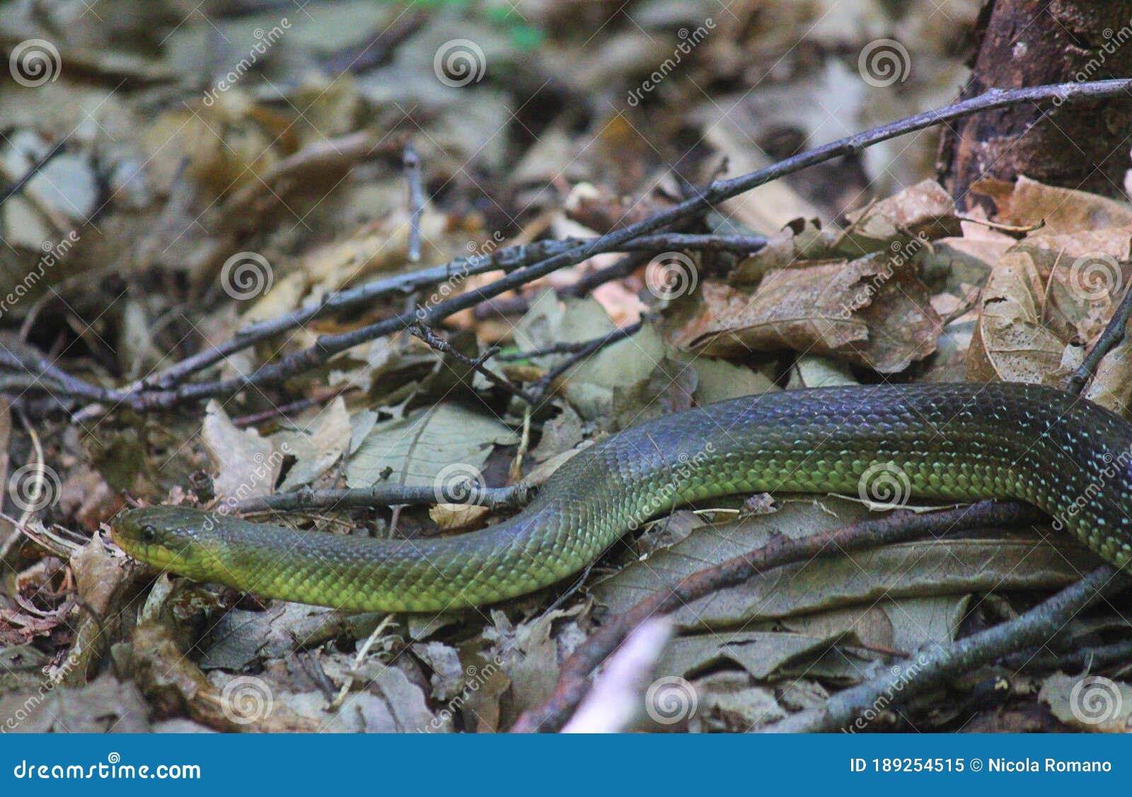 Snake in the Vegetation in the Forest Stock Image - Image of forest ...