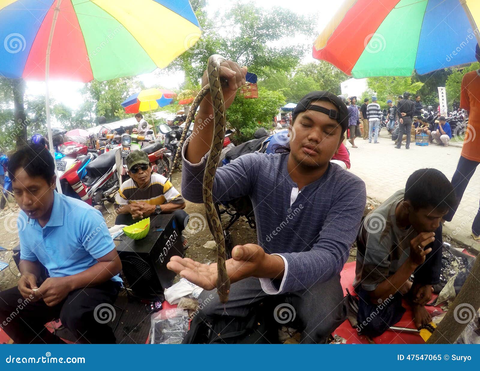 Snake editorial image. Image of java, selling, city, vendors - 47547065