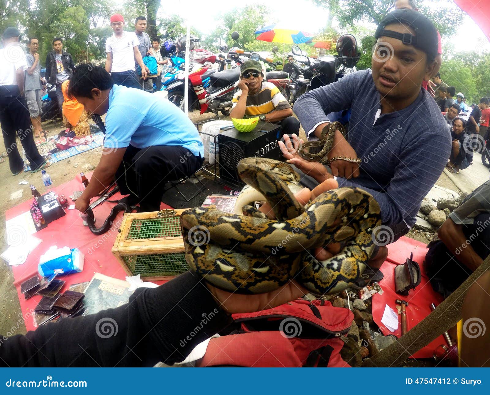 Snake editorial photography. Image of python, food, central - 47547412