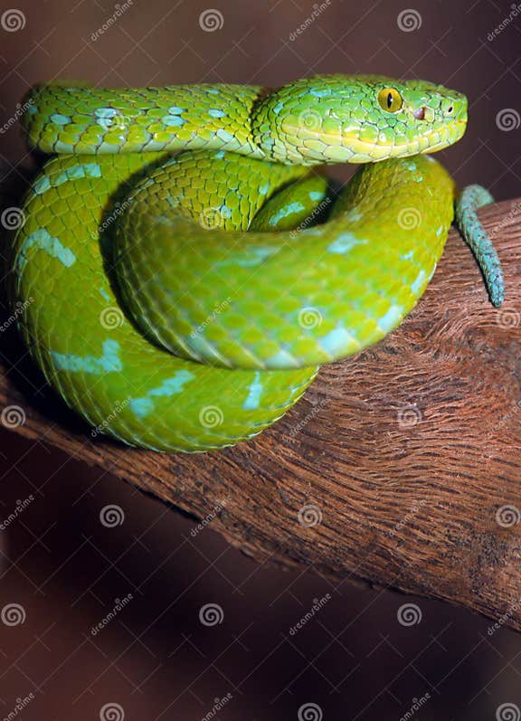 Snake Viper stock photo. Image of fear, head, scary, scales - 28923448