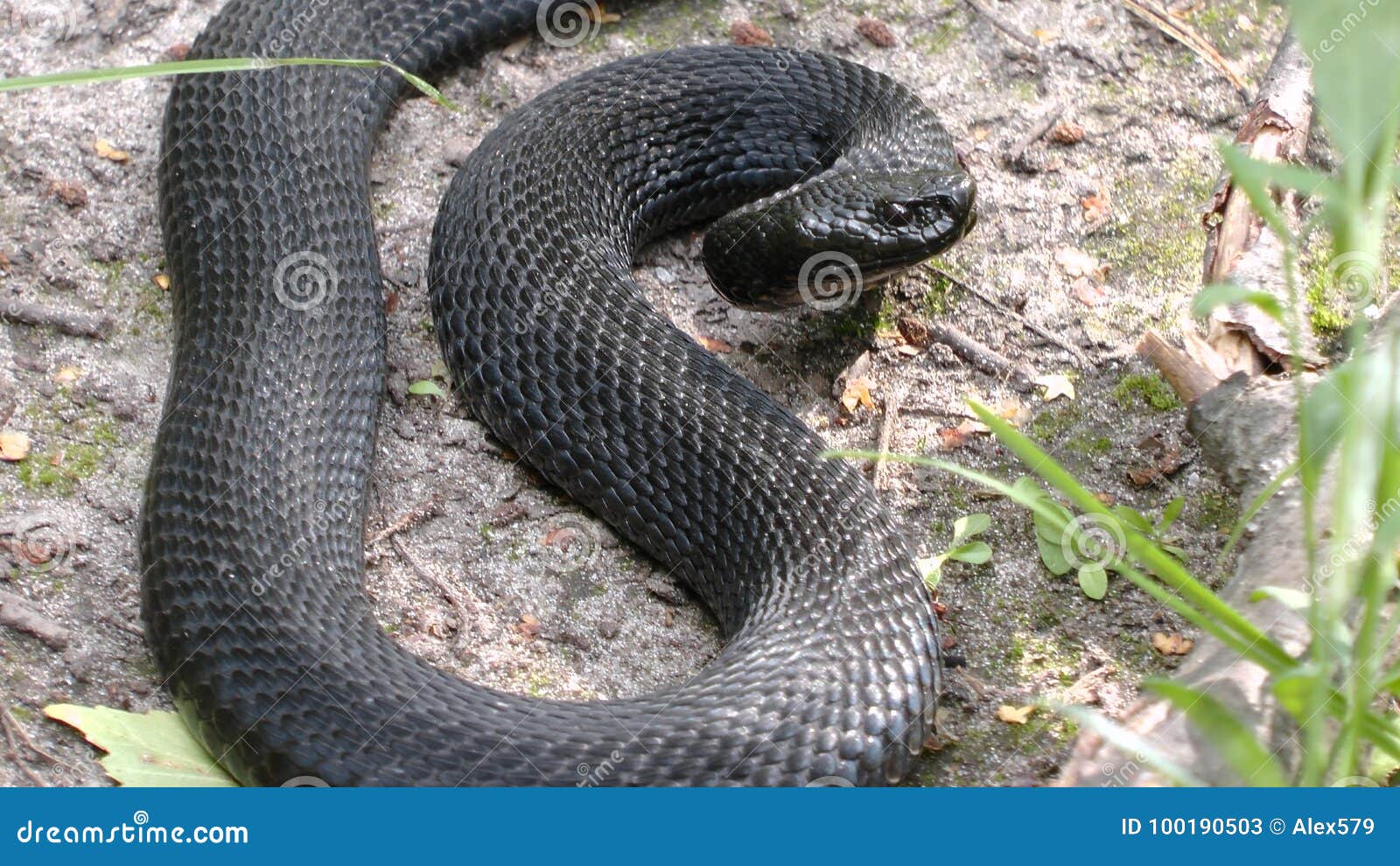 Forest viper snake stock image. Image of venom, skin - 100190503