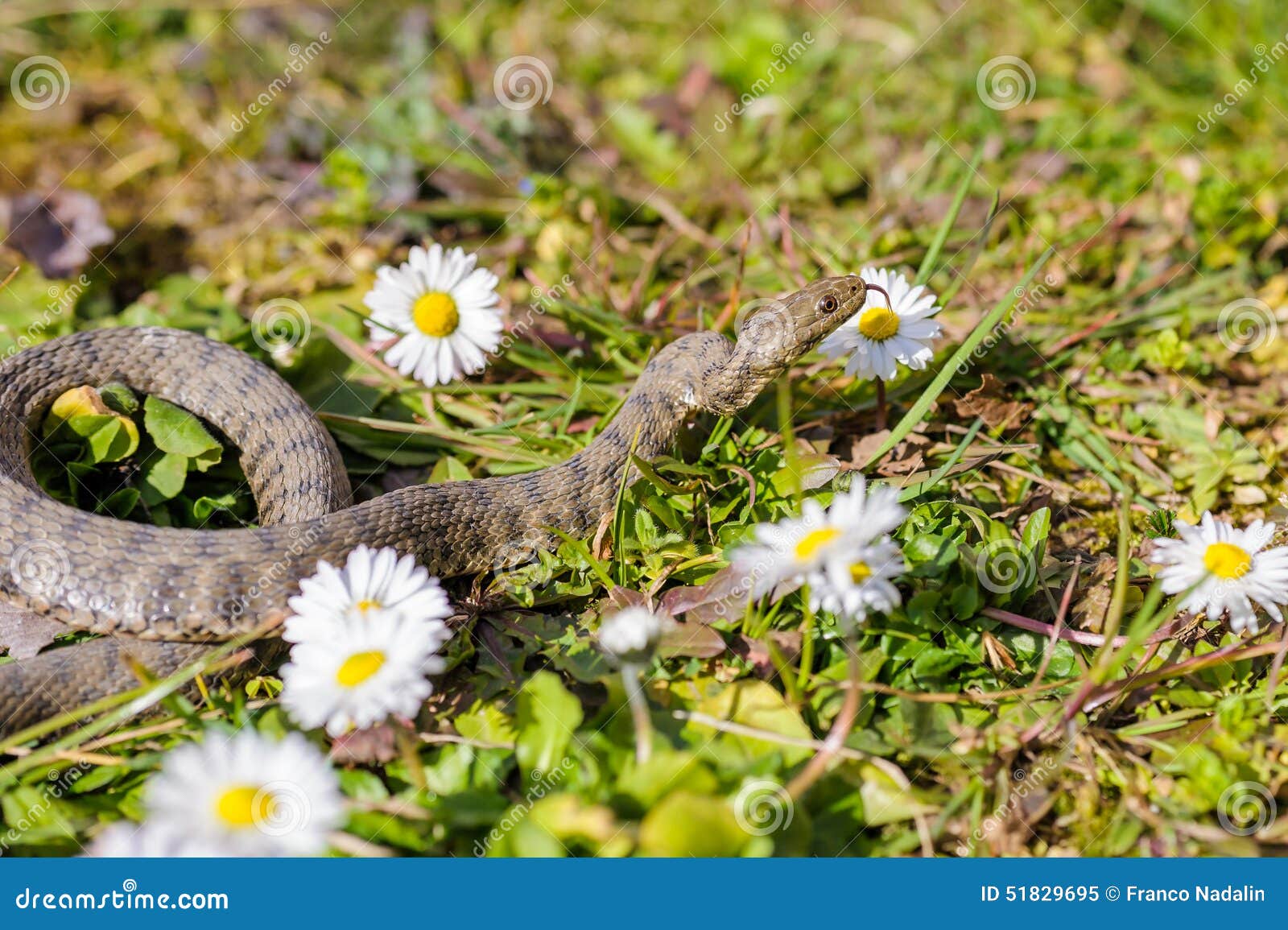 Snake,viper stock image. Image of cold, aspis, nature - 51829695