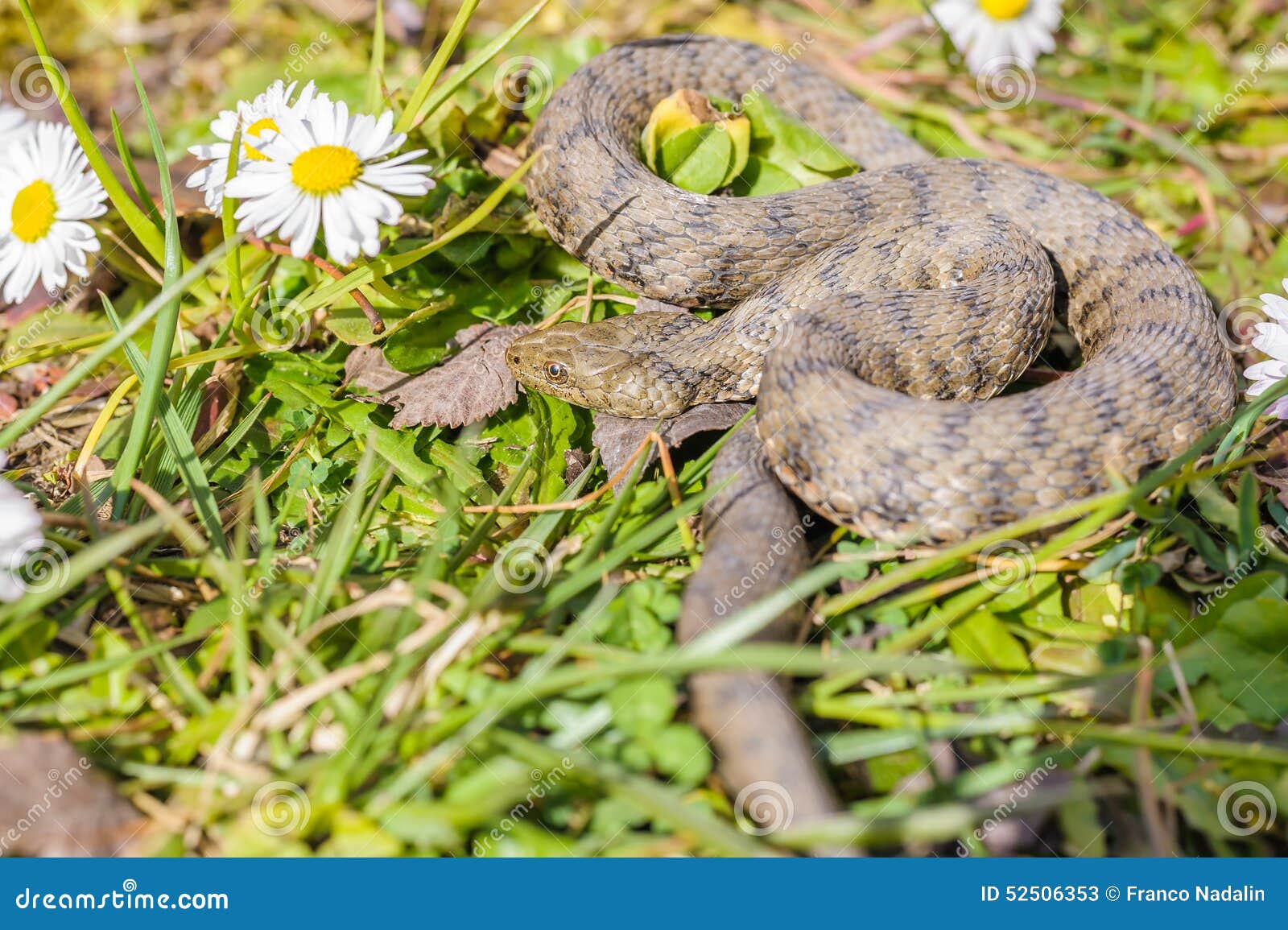 Snake,viper stock image. Image of nature, daisies, dangerous - 52506353