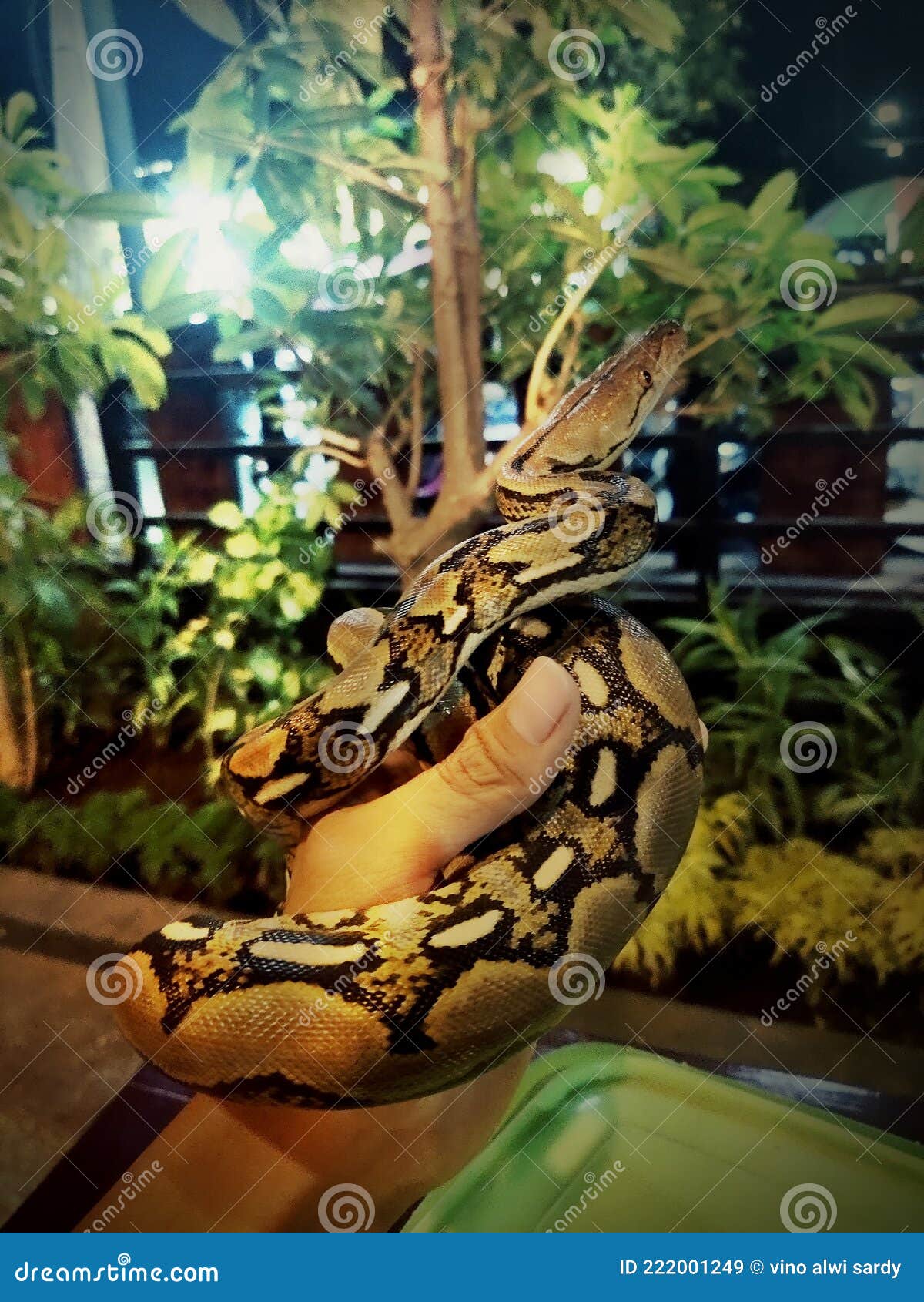 Beautiful little snake stock image. Image of little - 222001249