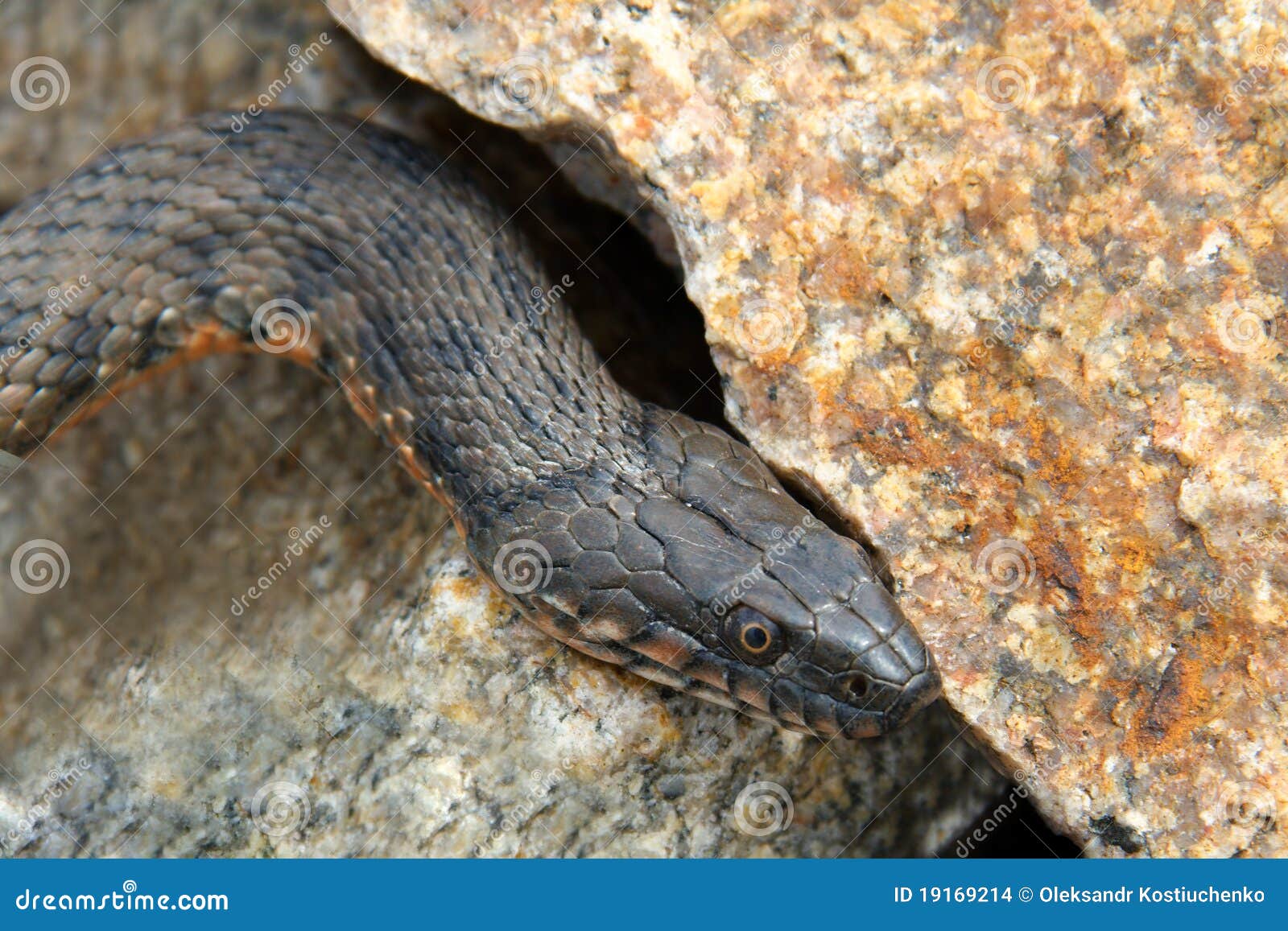 Snake Water, Latin Natrix Tessellata Stock Photo - Image of wildlife ...