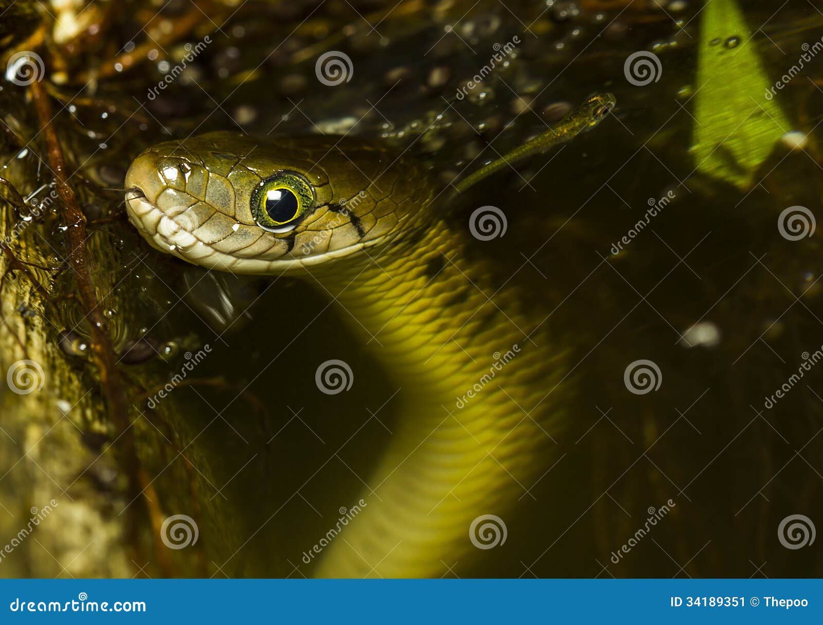 Snake in the water. stock image. Image of water, snake - 34189351