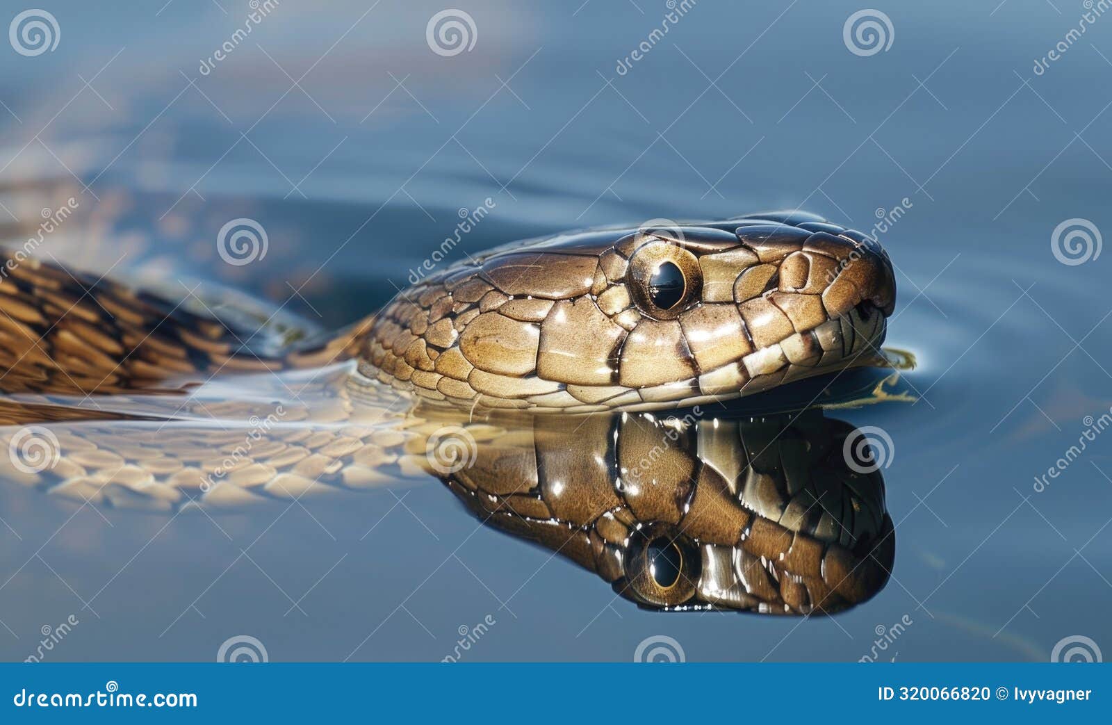 Snake on water surface stock photo. Image of serpent - 320066820