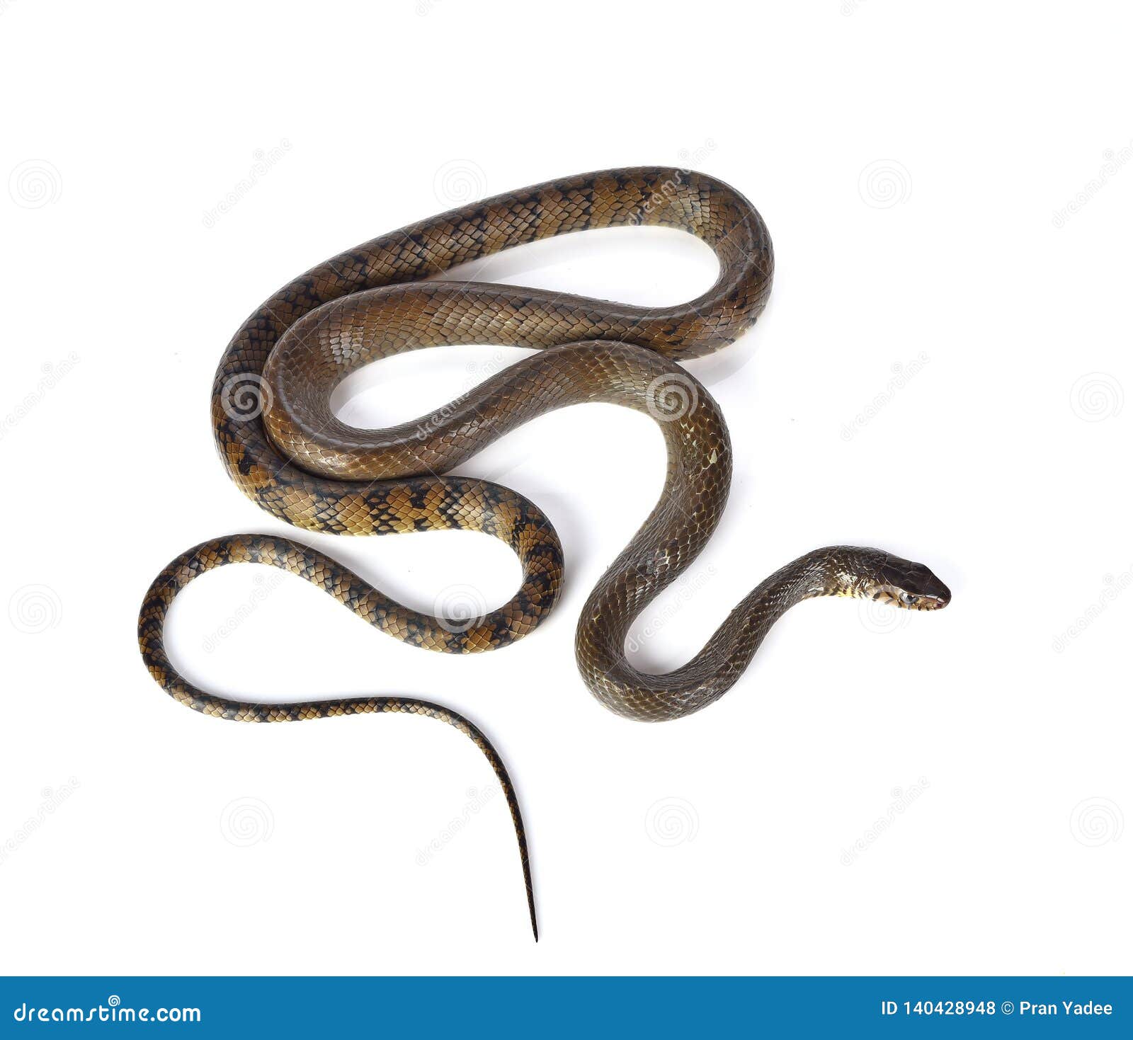 Snake On A White Background. Smooth Snake Coronella Austriaca Is A Non ...