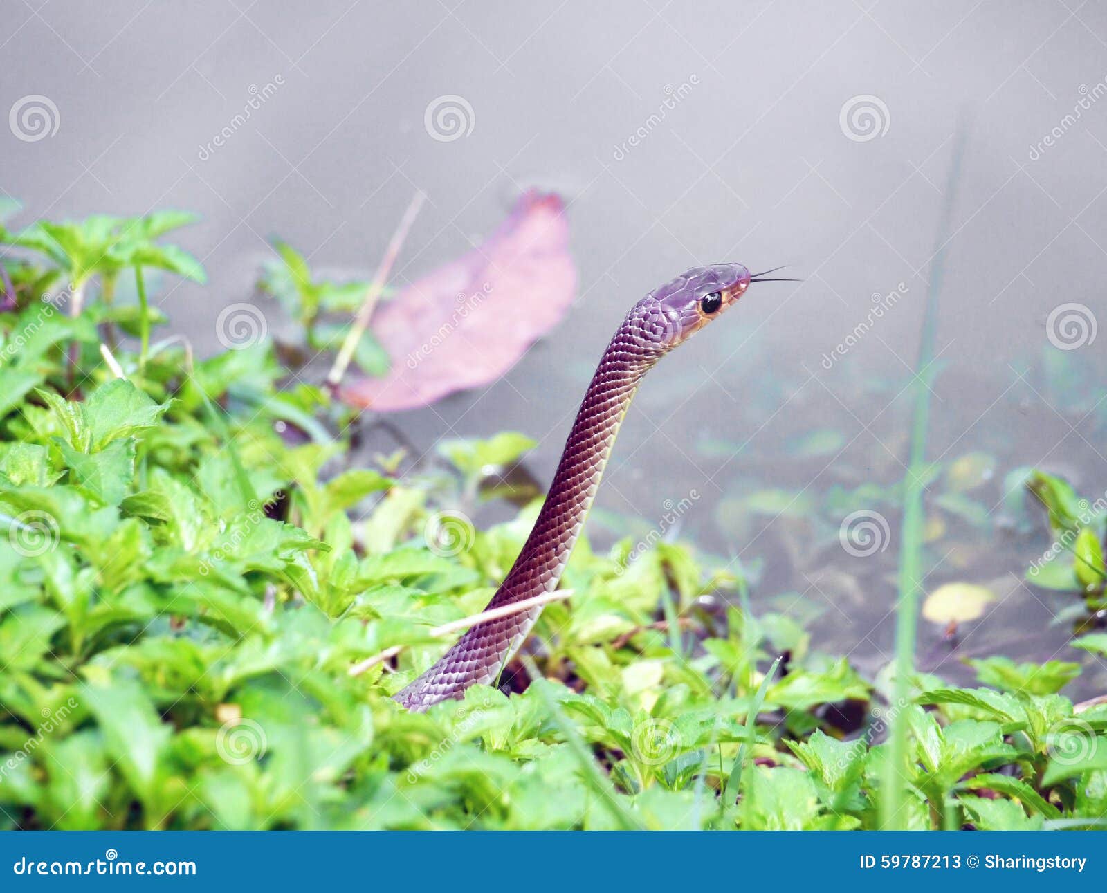 Snake in the wild stock image. Image of snake, sauritus - 59787213