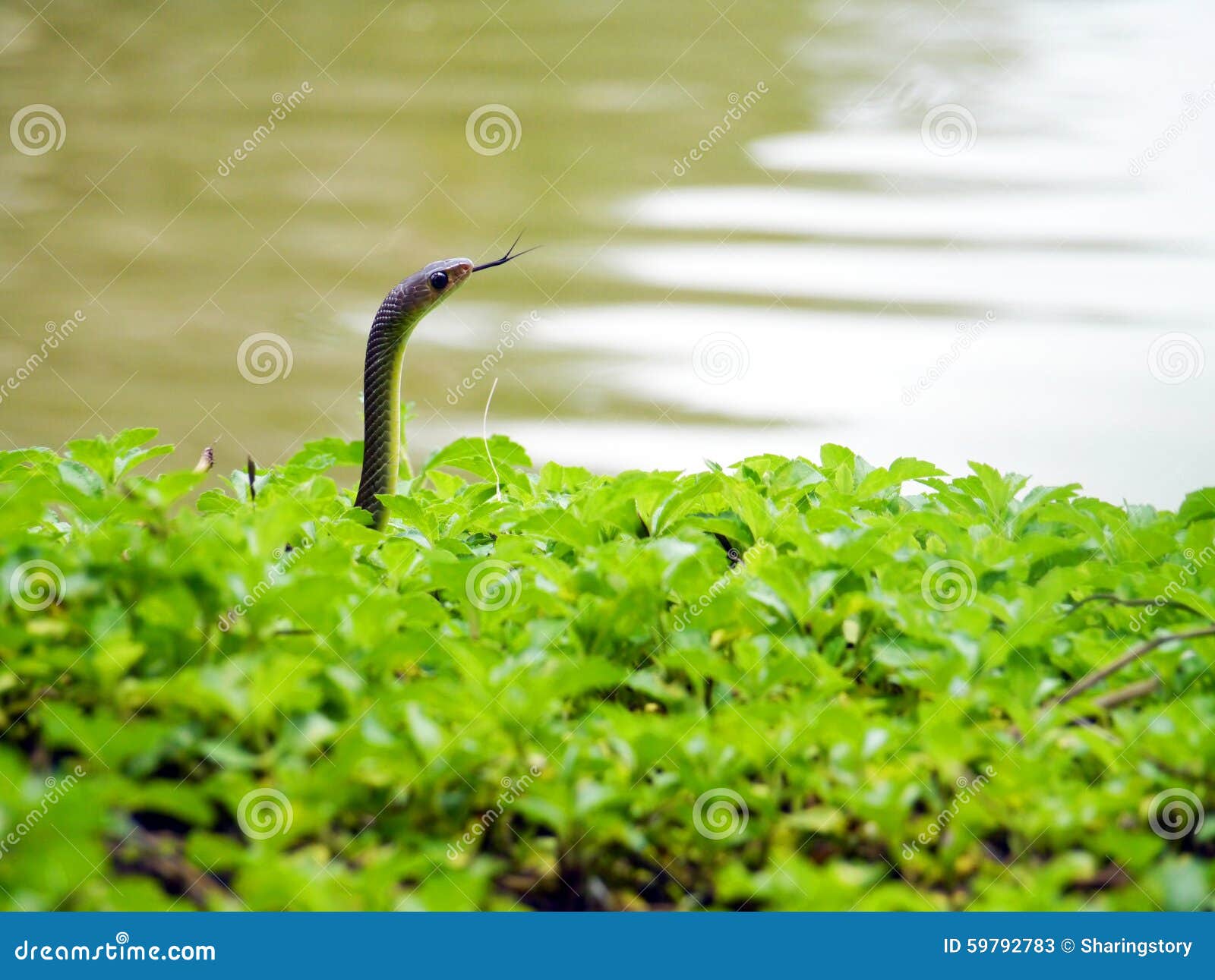 Snake in the wild stock image. Image of fauna, wetlands - 59792783