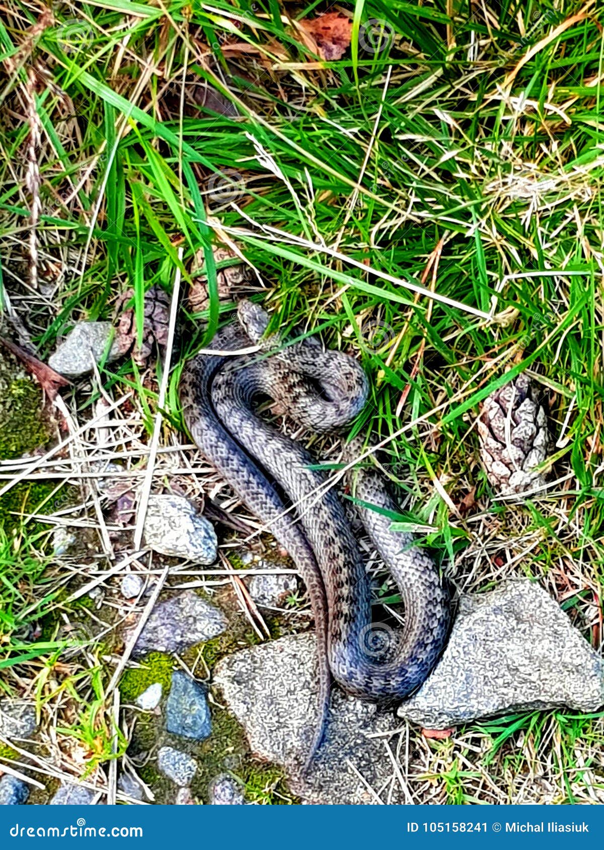 Snake stock image. Image of sweden, dangerous, snake - 105158241