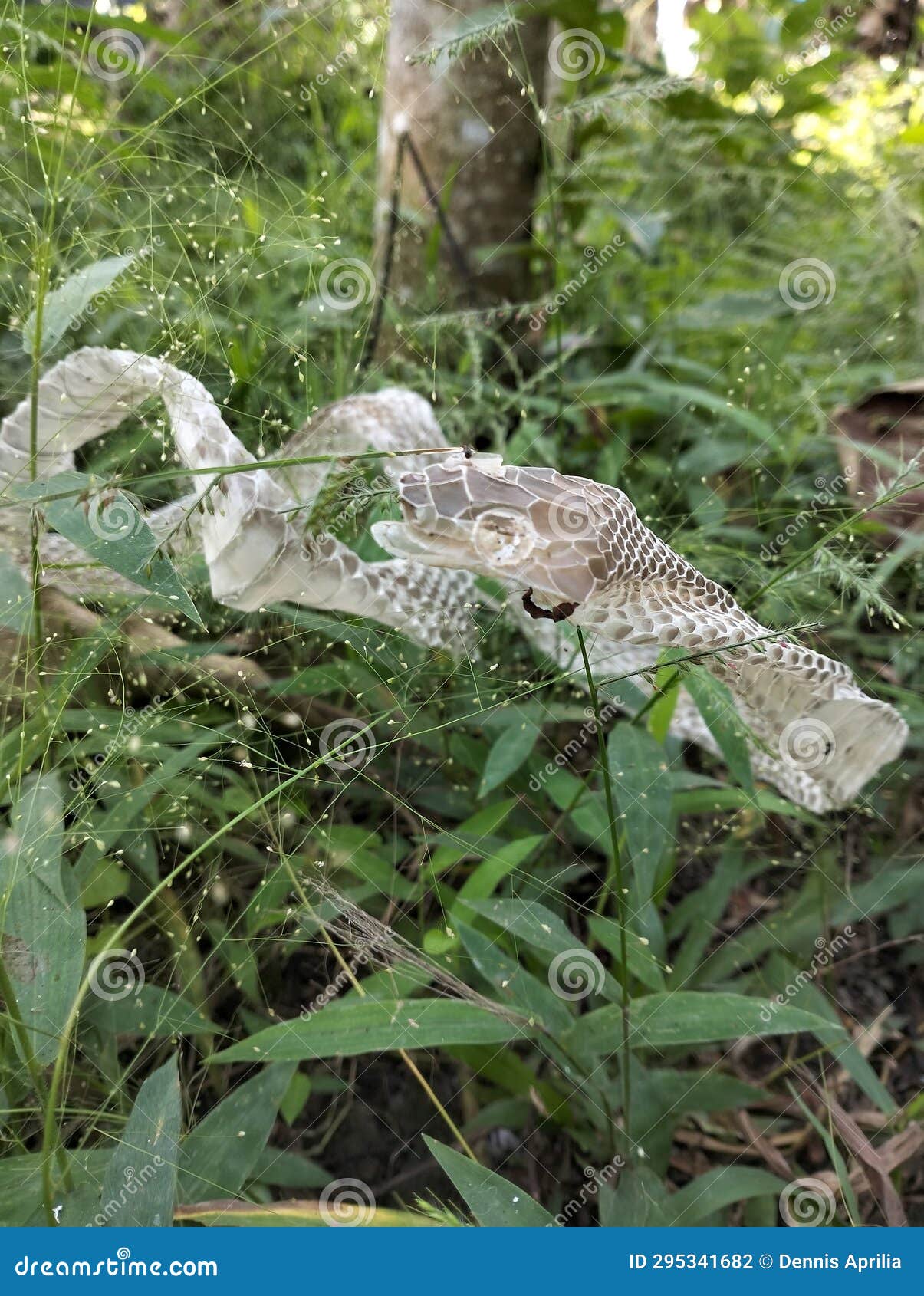 Skin snake . stock photo. Image of sloughing, process - 295341682