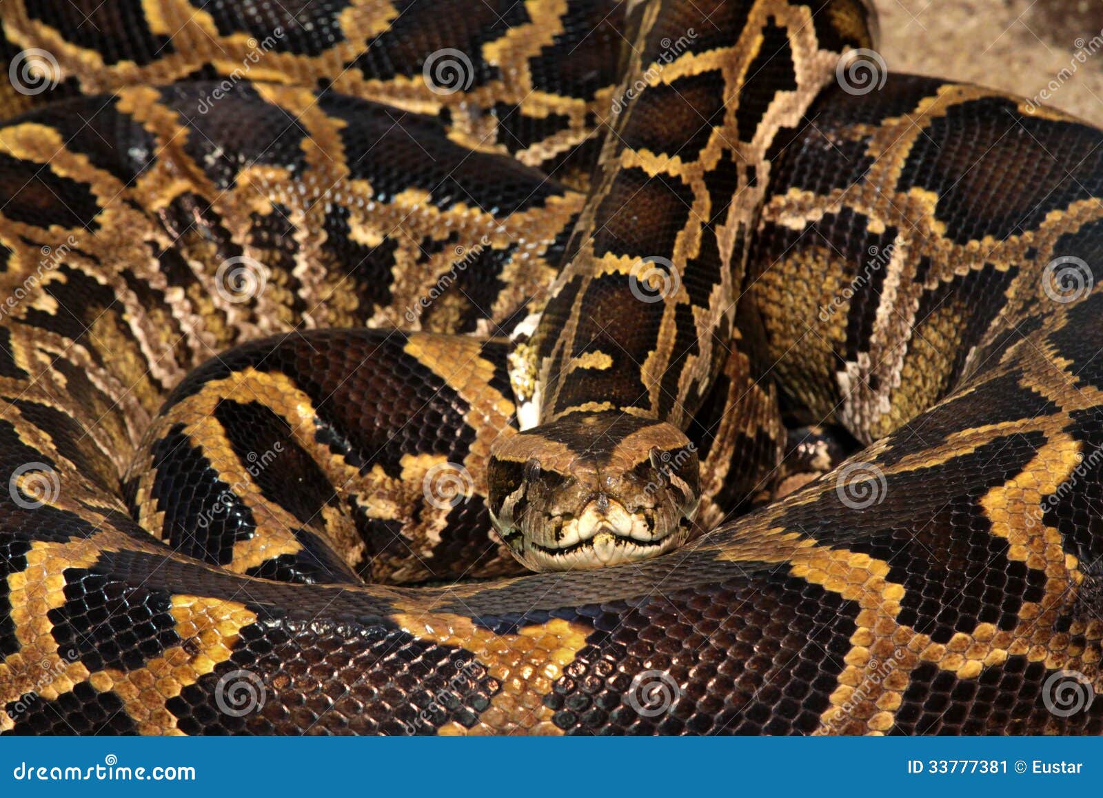 Snake Head Front View