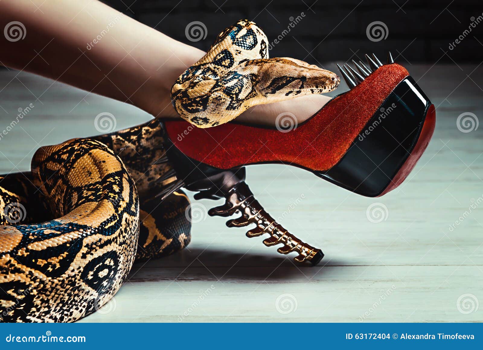 The Snake on the Woman S Leg Stock Photo - Image of heel, shiny: 63172404