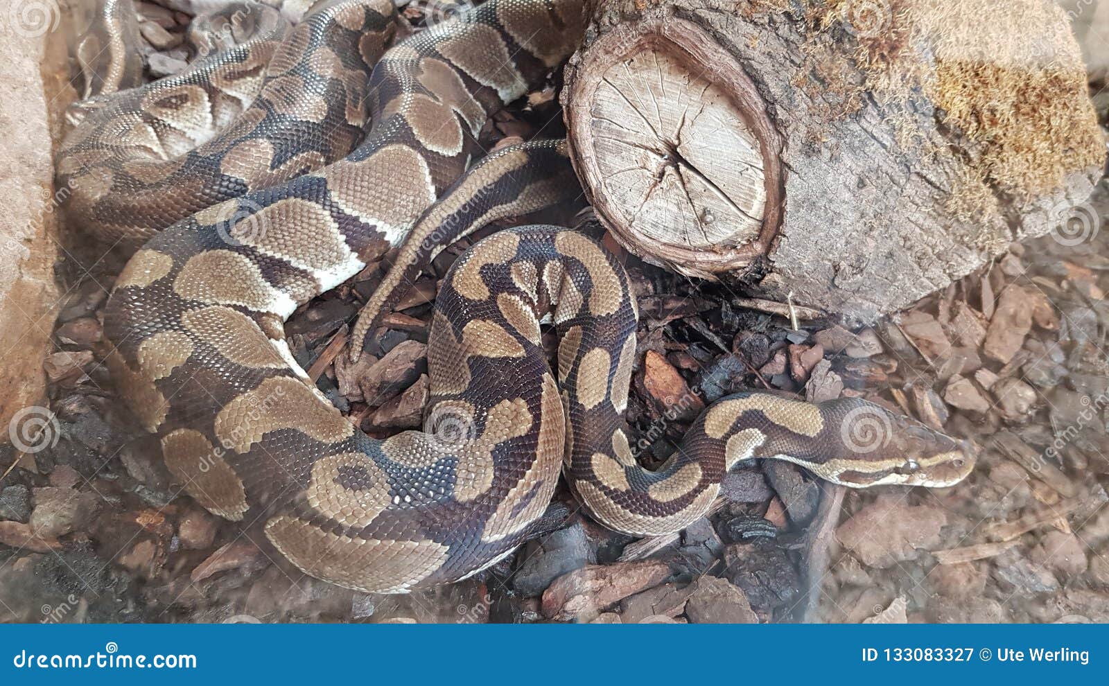 Snake stock image. Image of wood, reptil, snake, animal - 133083327