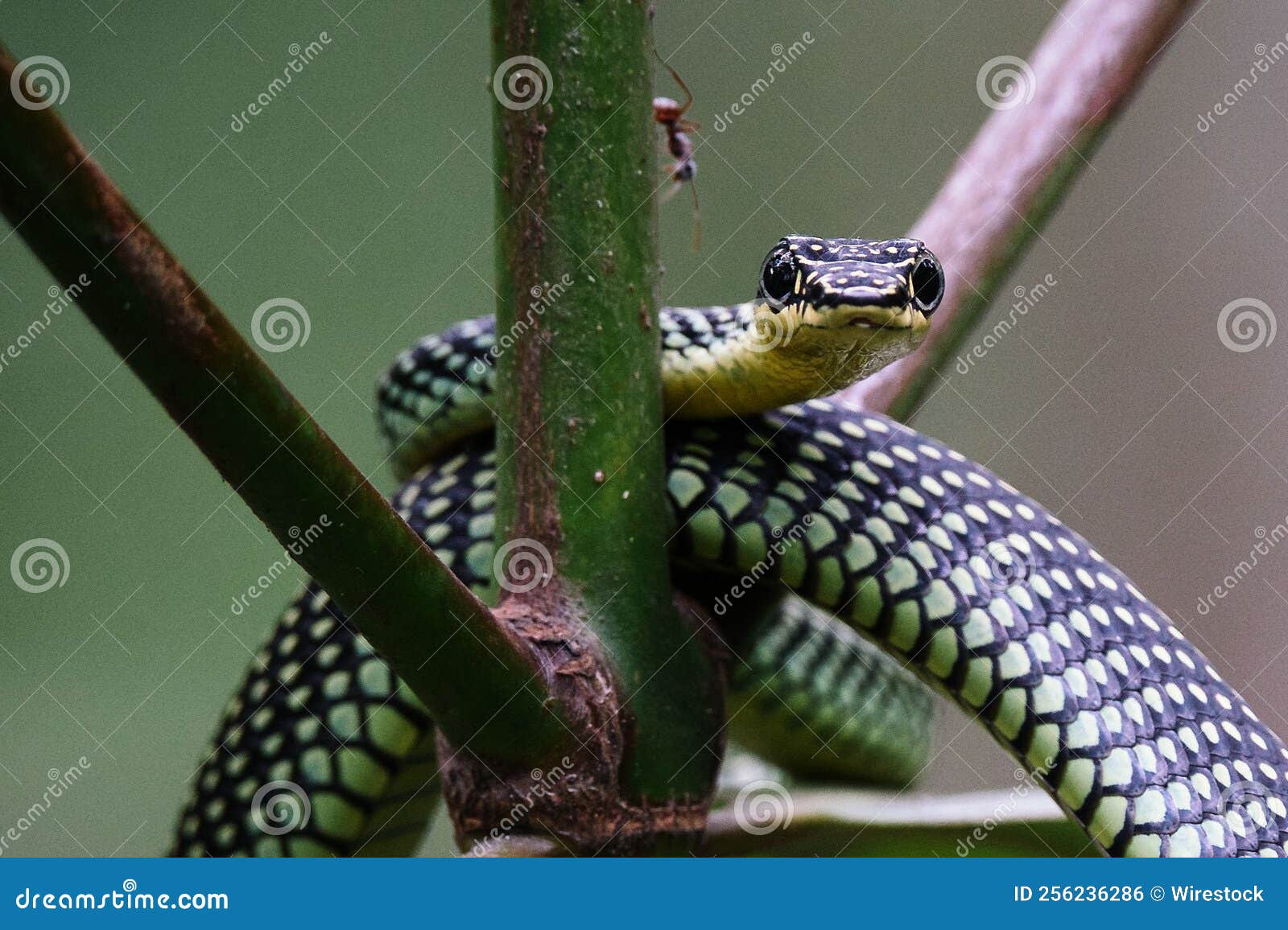Snake Wrapped Up on a Pipe with an Ant. Stock Photo - Image of natural ...