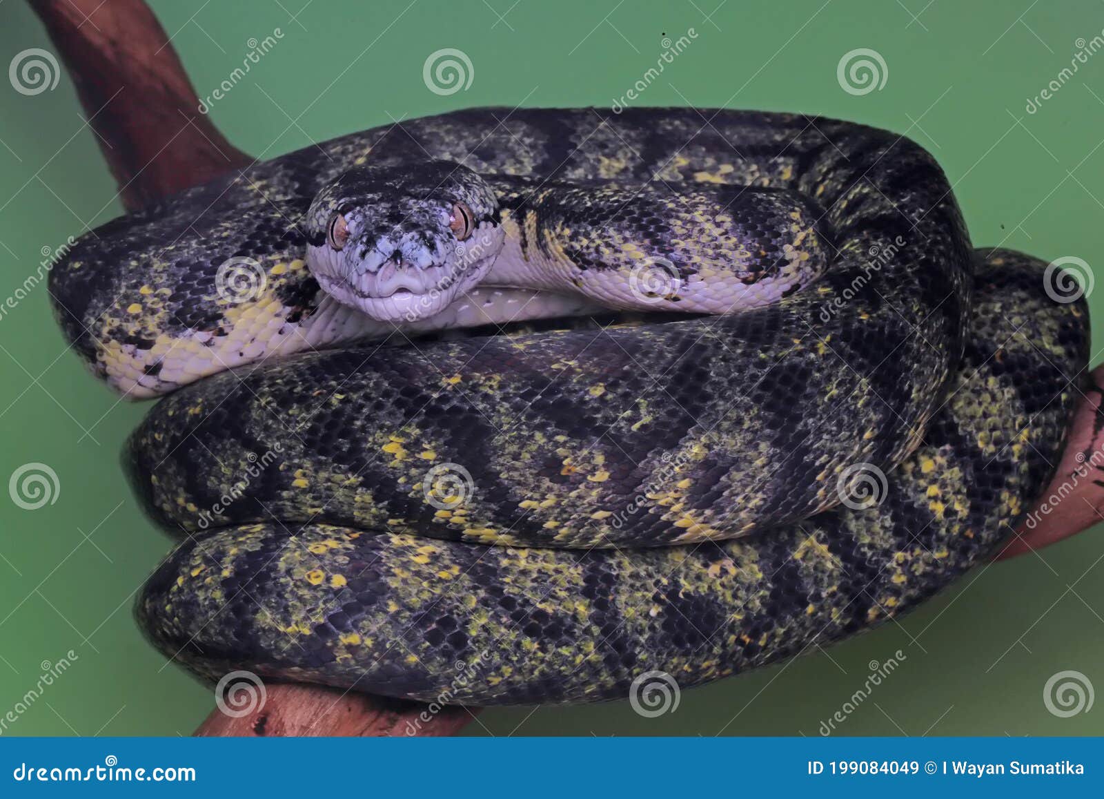 A Snake is Wrapping Its Body on a Log. Stock Image - Image of scale ...