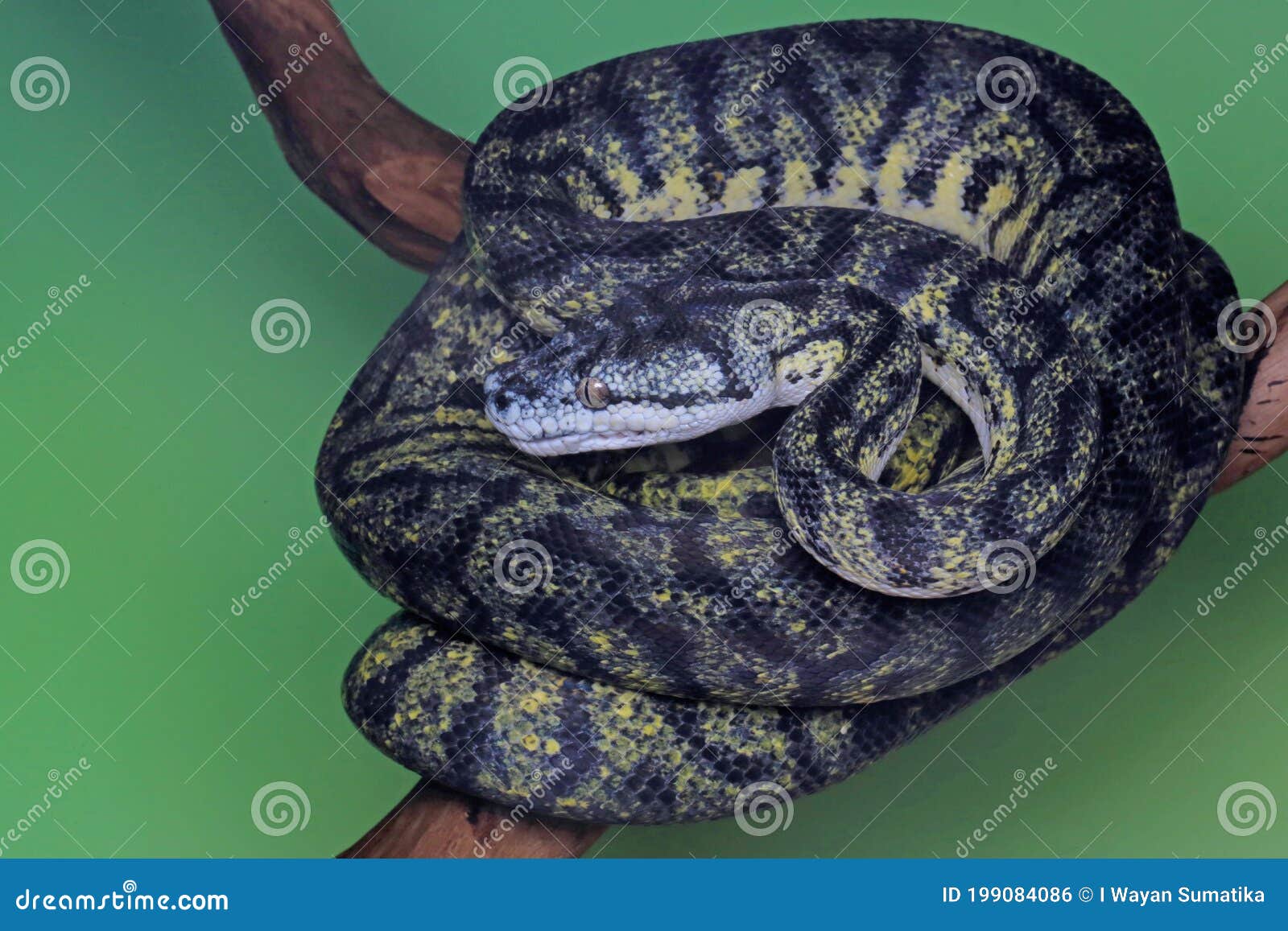 A Snake is Wrapping Its Body on a Log. Stock Photo - Image of texture ...