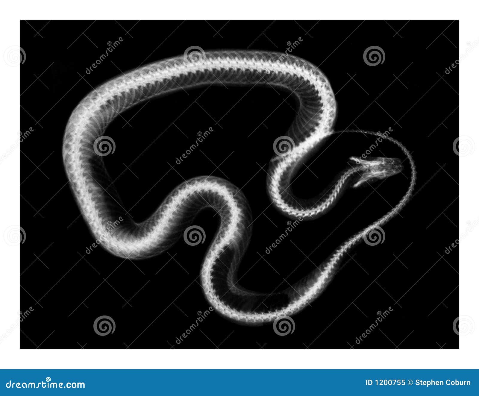 Snake X-ray stock image. Image of health, tail, rattle - 1200755