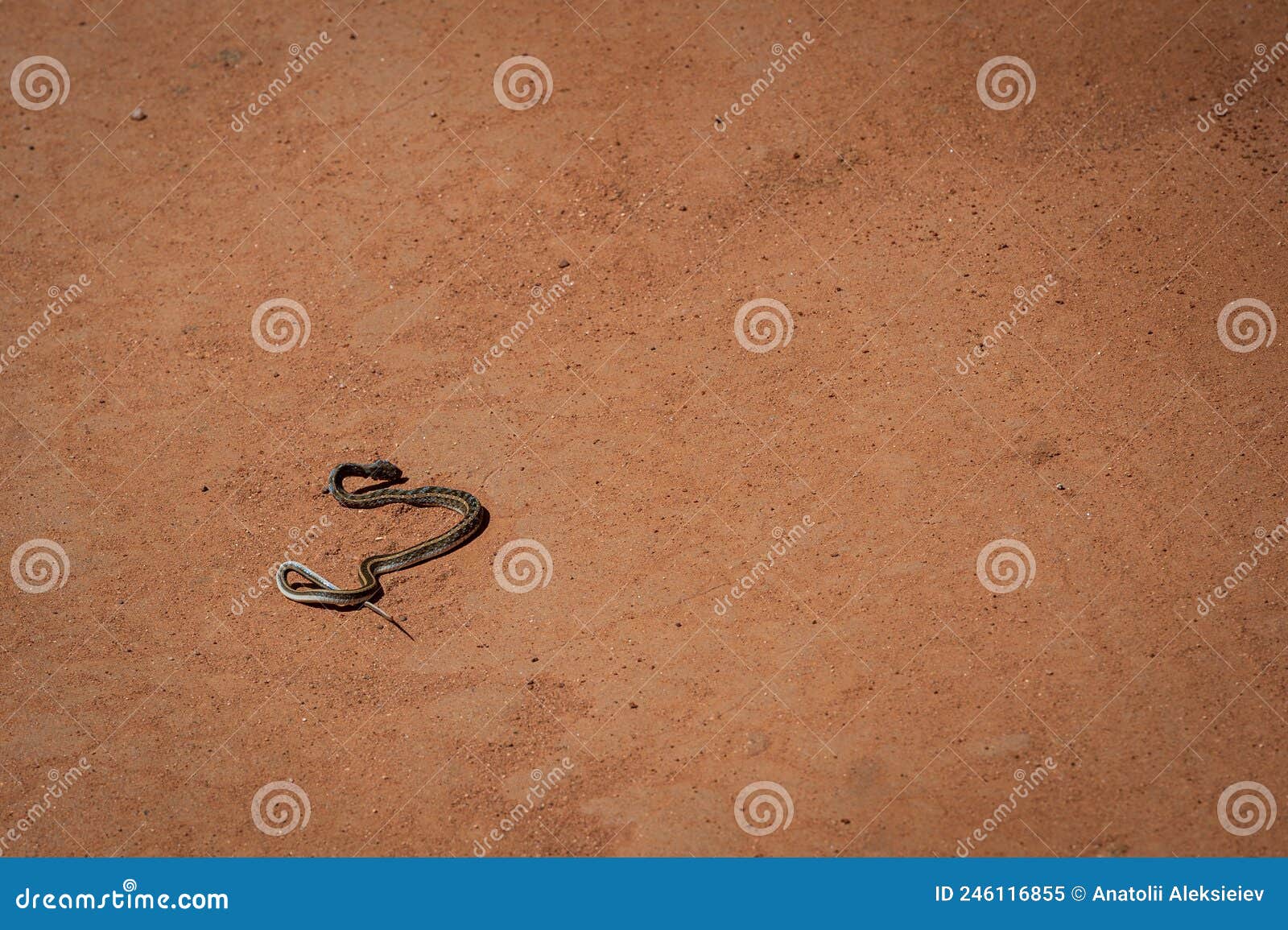 Snake in the Yala National Park, Sri Lanka Stock Image - Image of sand ...