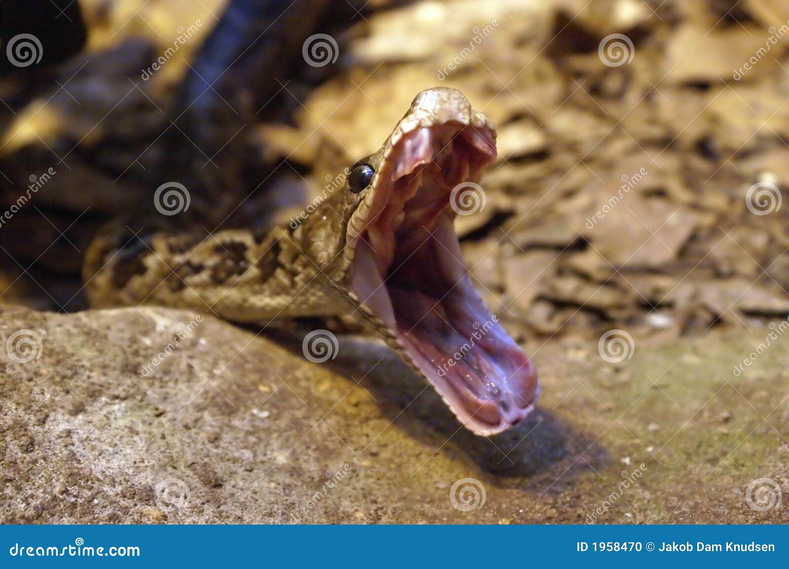 Snake yawn stock photo. Image of reptile, nature, animal - 1958470