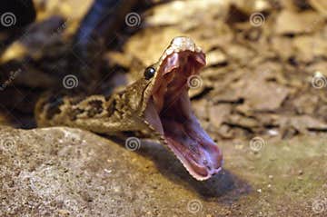 Snake yawn stock photo. Image of reptile, nature, animal - 1958470