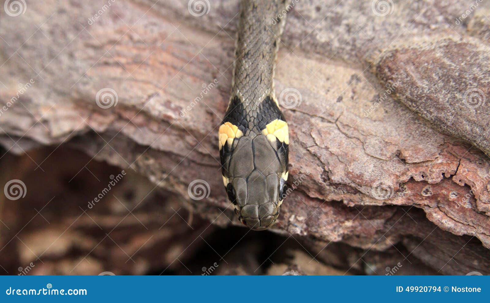 Snake stock photo. Image of reptile, snake, carnivore - 49920794