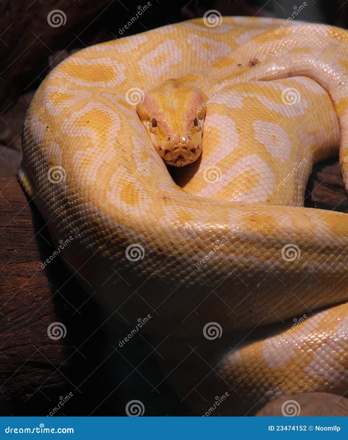 Snake zoo stock photo. Image of thailand, danger, timber - 23474152